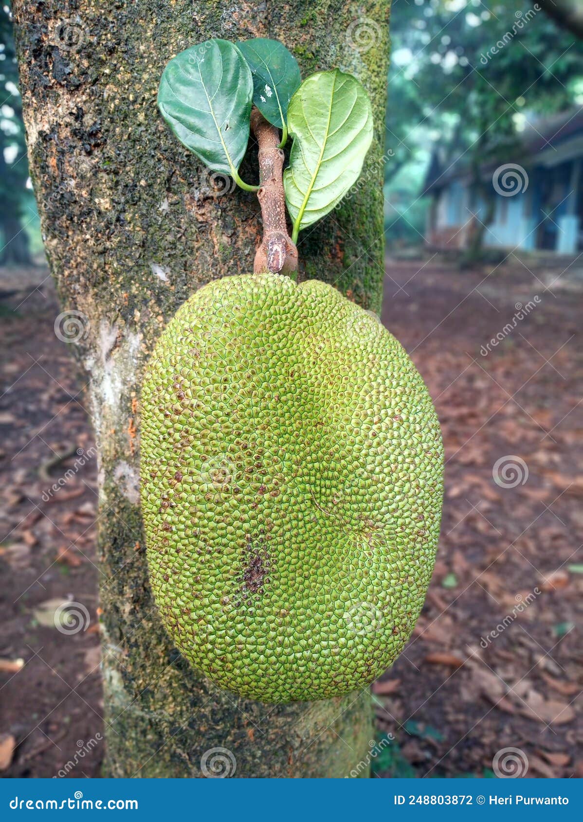 Jackfruit stock photo. Image of nangka, tropical, taste - 248803872
