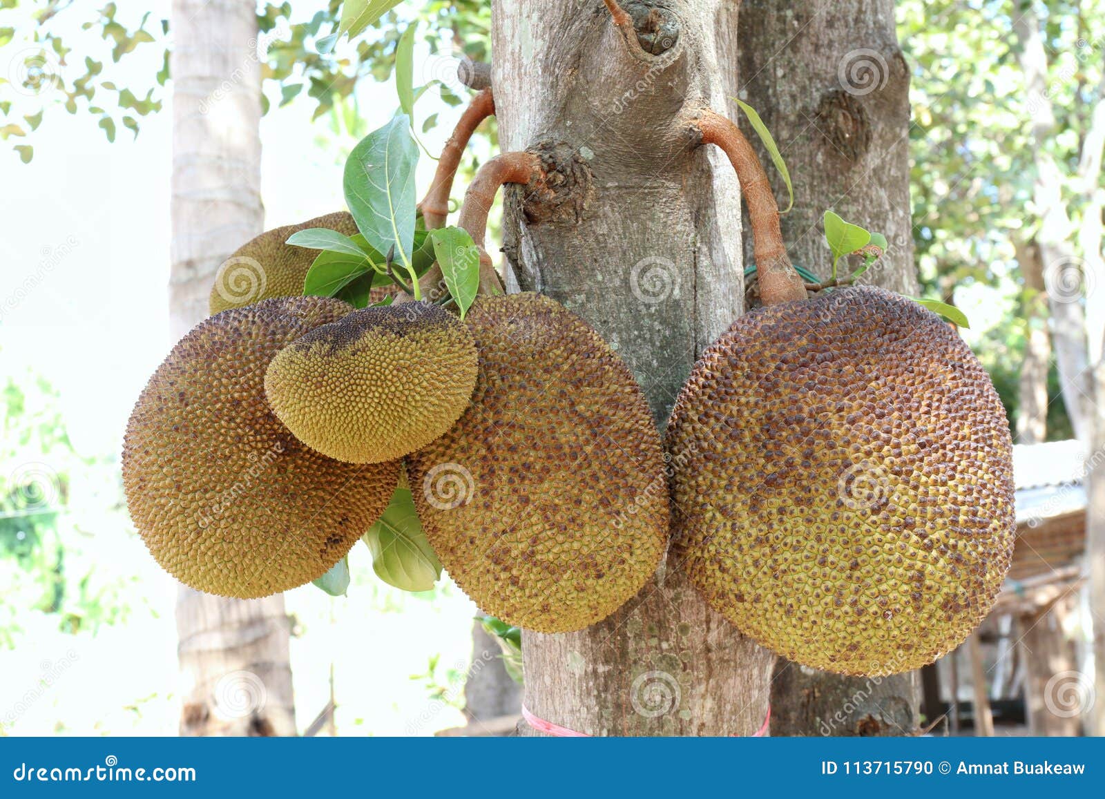Jackfruit Nature, Small Jackfruit on Jackfruit Tree Farm Organic Stock ...