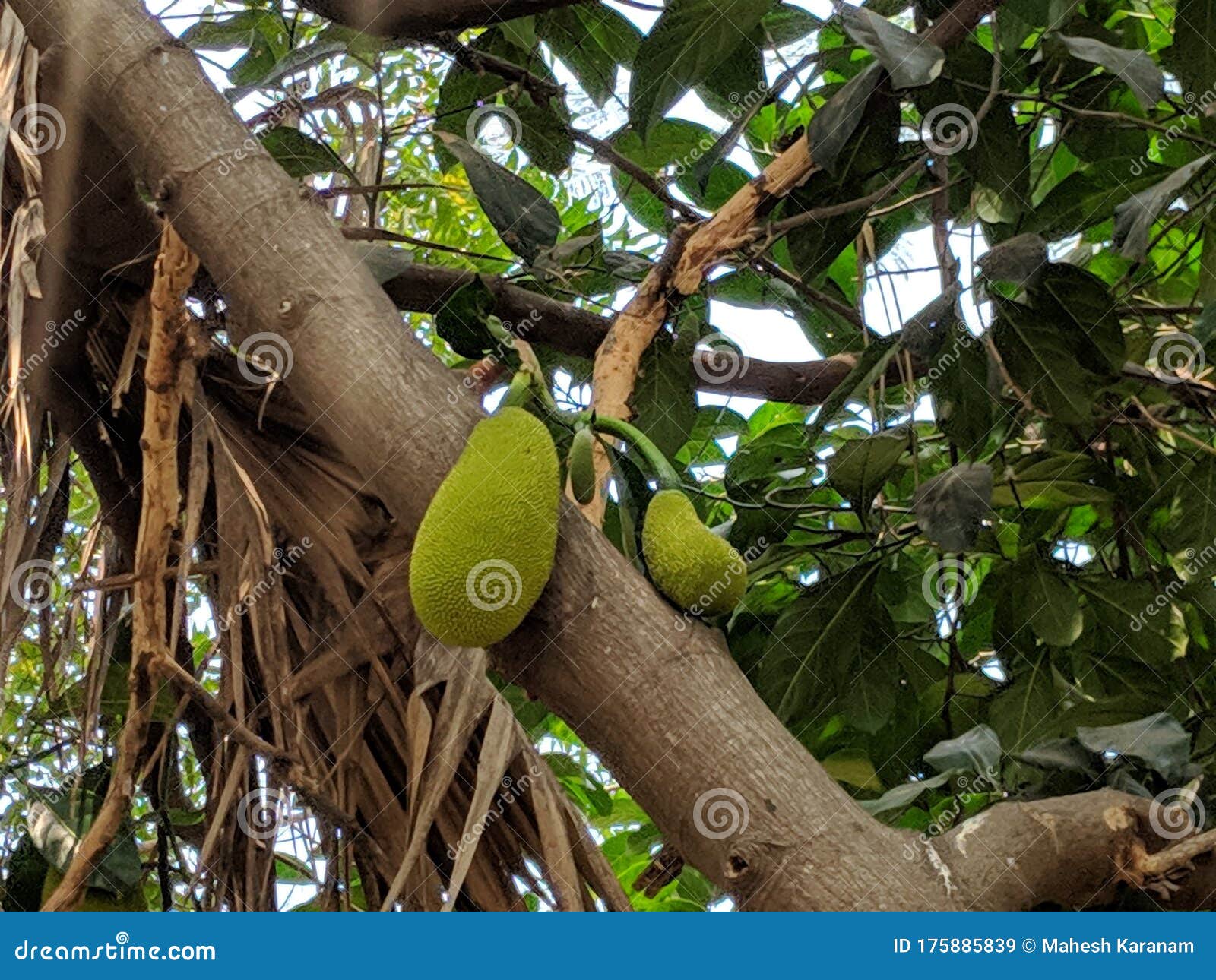 Jackfruit Phanas Fruits on Branch of that Tree Stock Image - Image of ...