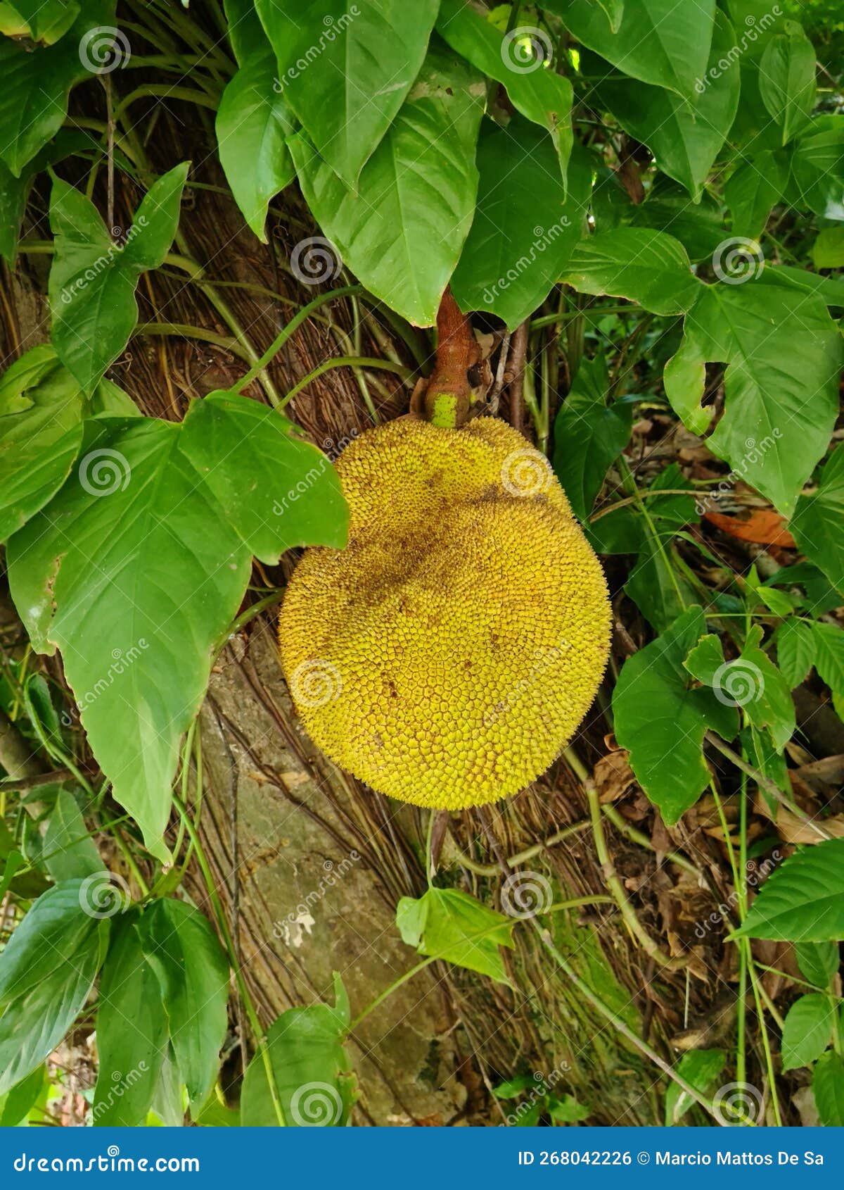A Jackfruit Rests Placidly on the Trunk of Its Tree, Resting among Its ...