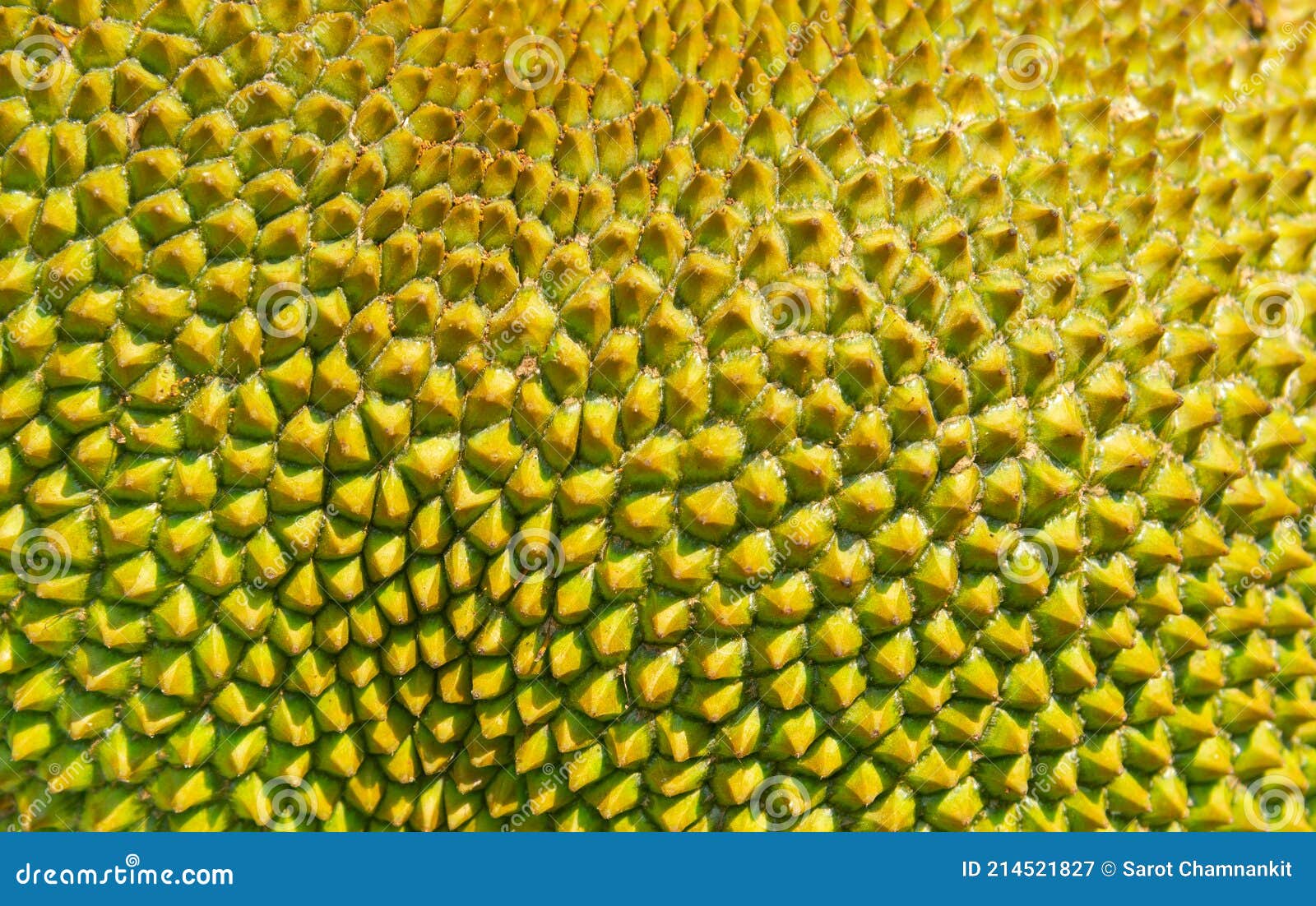 Jackfruit`s peel stock image. Image of fruit, macro - 214521827