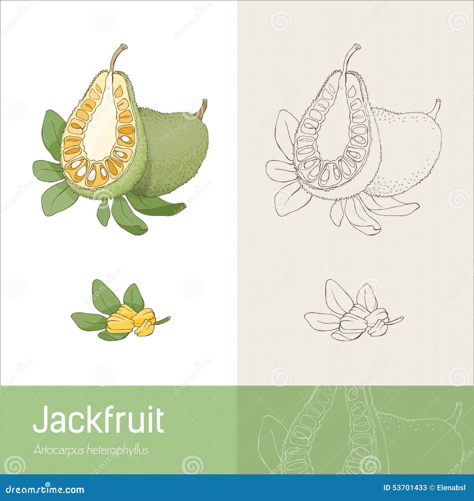 Jackfruit stock vector. Illustration of botanical, flower - 53701433
