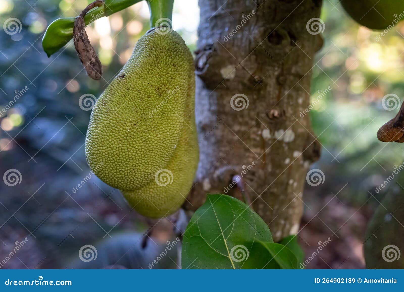 Jackfruit in Shadow of Jackfruit Tree. Green Fruit of Artocarpus ...