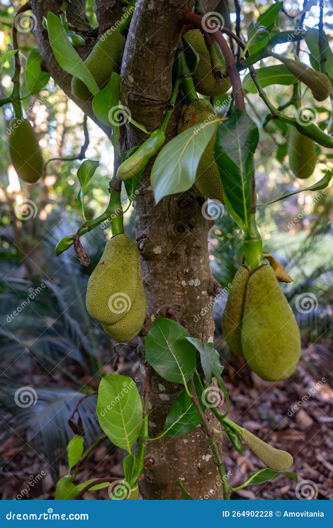 Jackfruit in Shadow of Jackfruit Tree. Green Fruit of Artocarpus ...