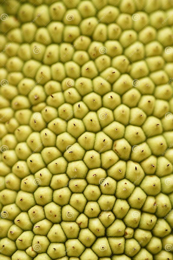 Jackfruit skin texture stock photo. Image of fruit, vegetation - 2498768
