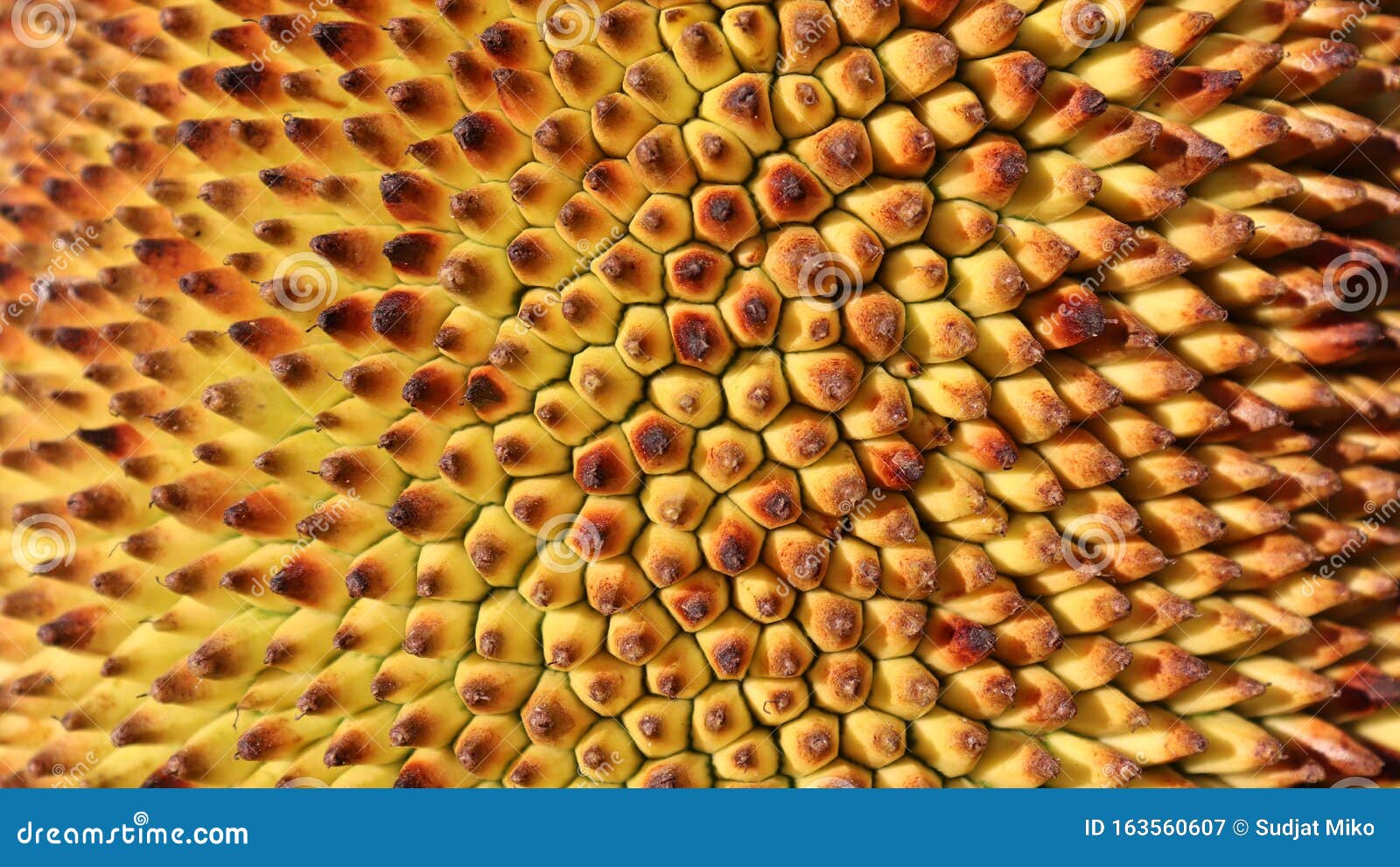 Jackfruit Skin with Thorny Texture. Stock Image - Image of pointed ...