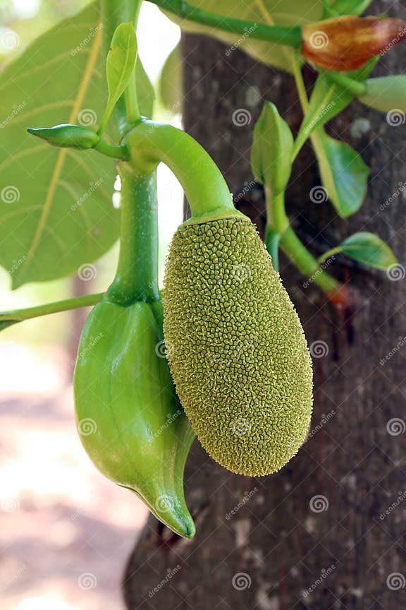 Jackfruit, Small Jackfruit on Jackfruit Tree Stock Image - Image of ...