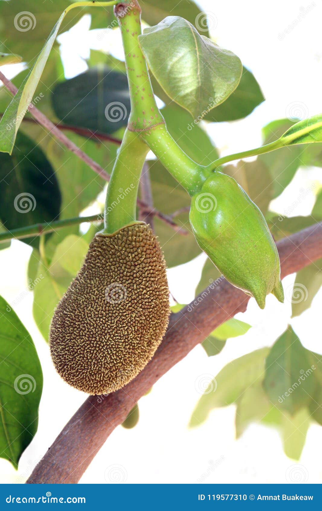 Jackfruit, Small Jackfruit on Jackfruit Tree Stock Photo - Image of ...