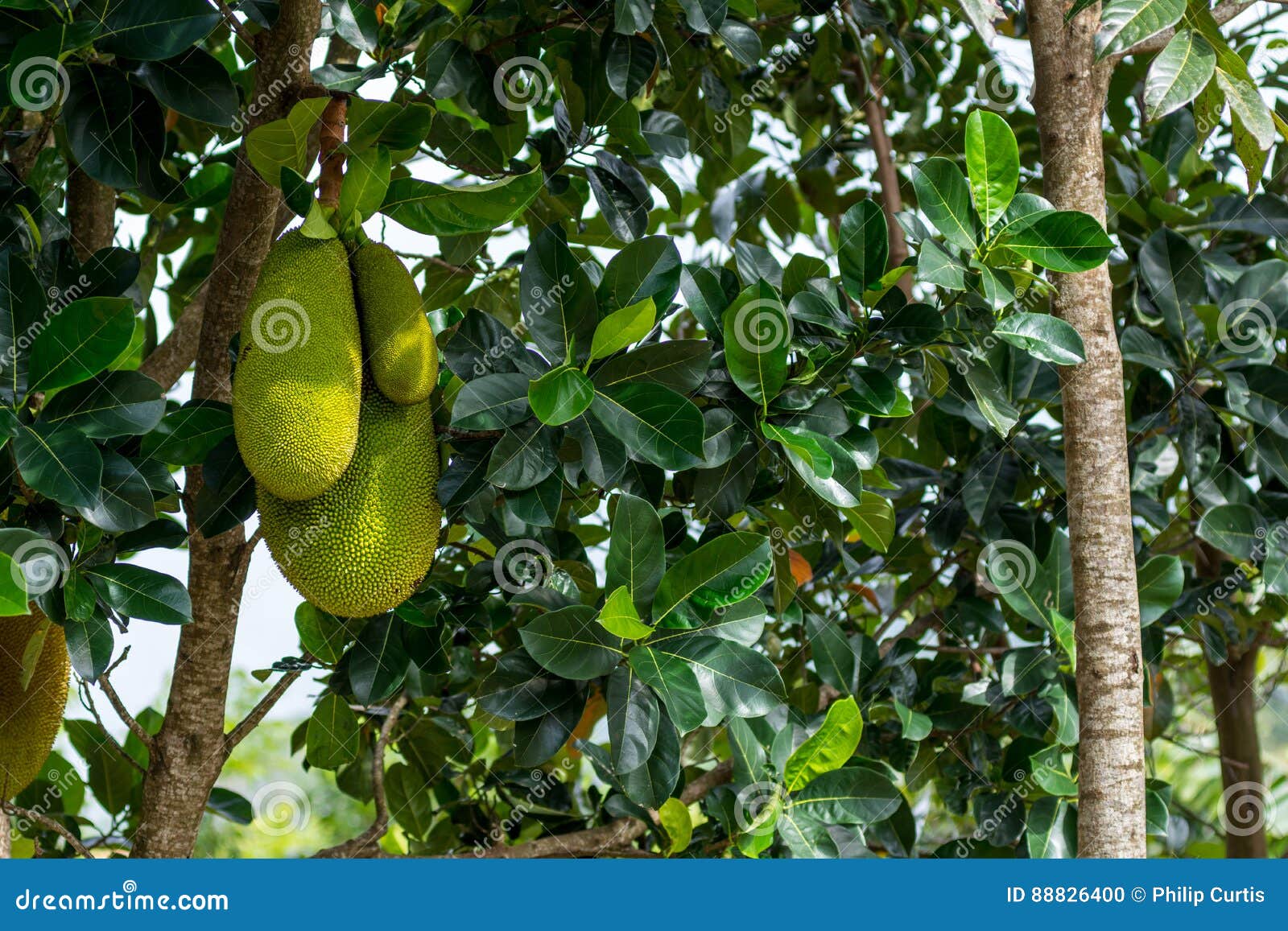 Jackfruit Small Medium and Large Stock Photo - Image of jungle ...