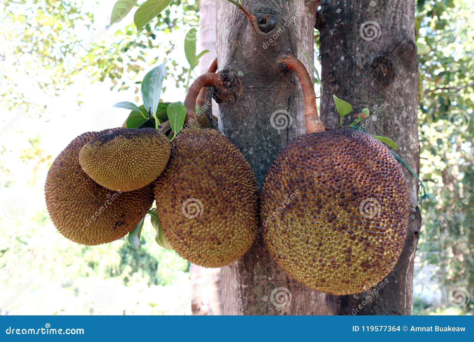 Jackfruit, Small Jackfruit on Jackfruit Tree Stock Photo - Image of ...