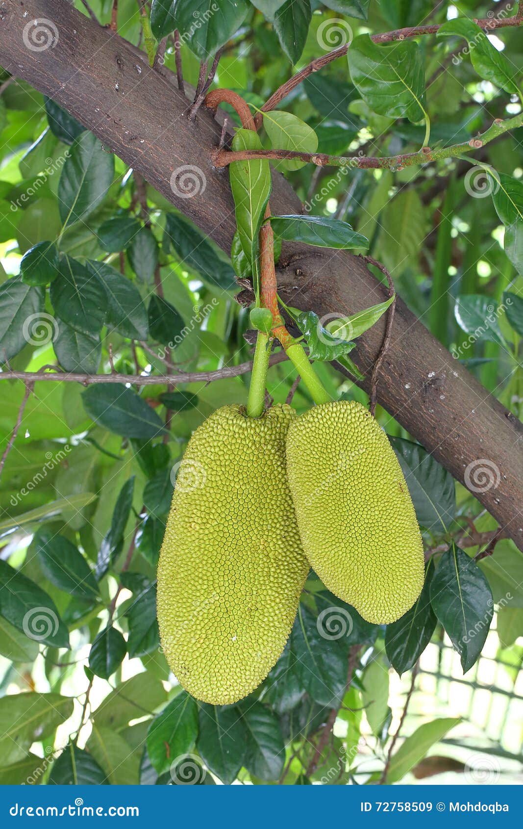 Jackfruit, A Rough Fruit With Spikes With Jackfruit Patterns Texture ...