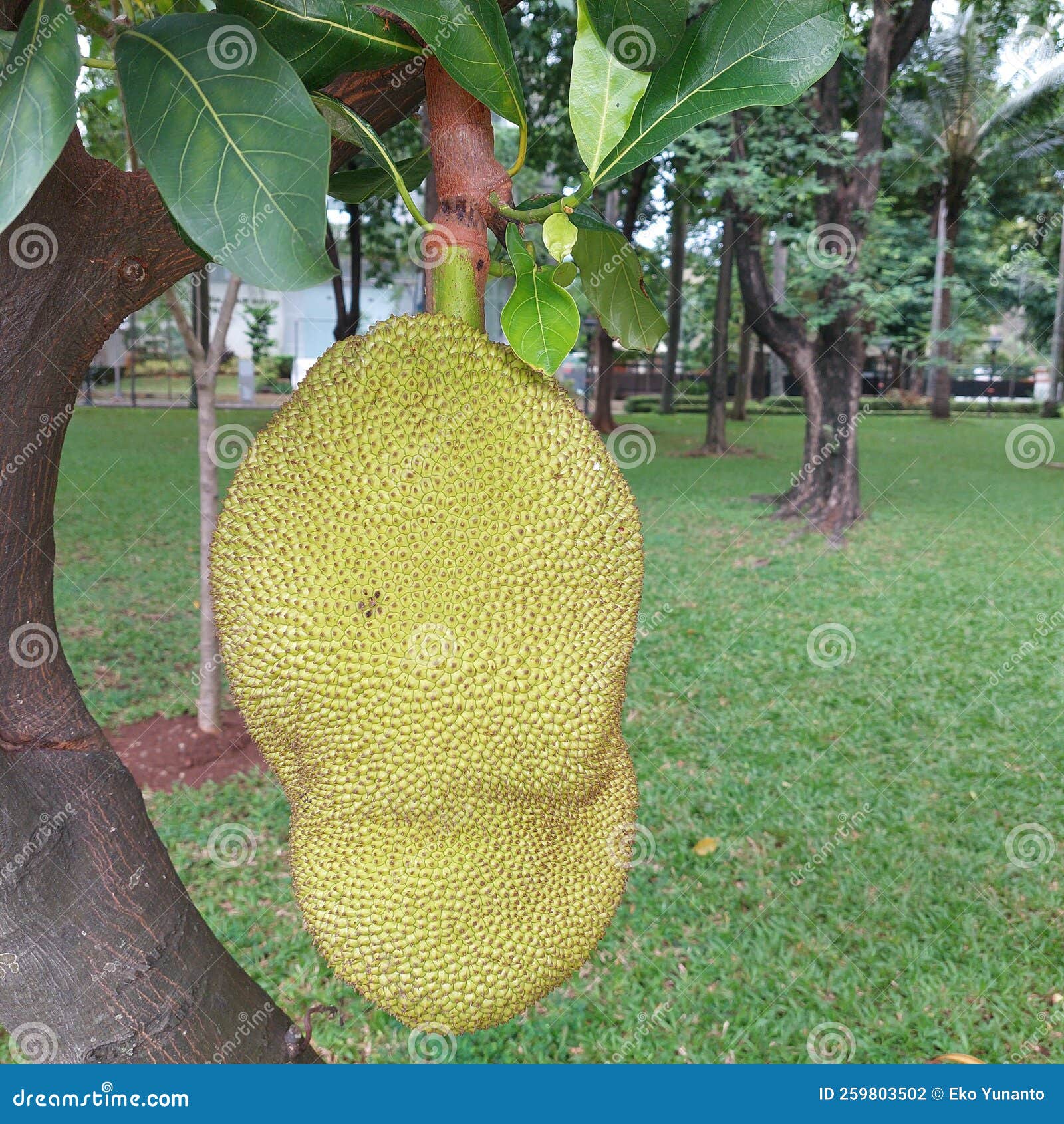 Jackfruit that is Starting To Ripen and Ready To Be Picked Stock Photo ...