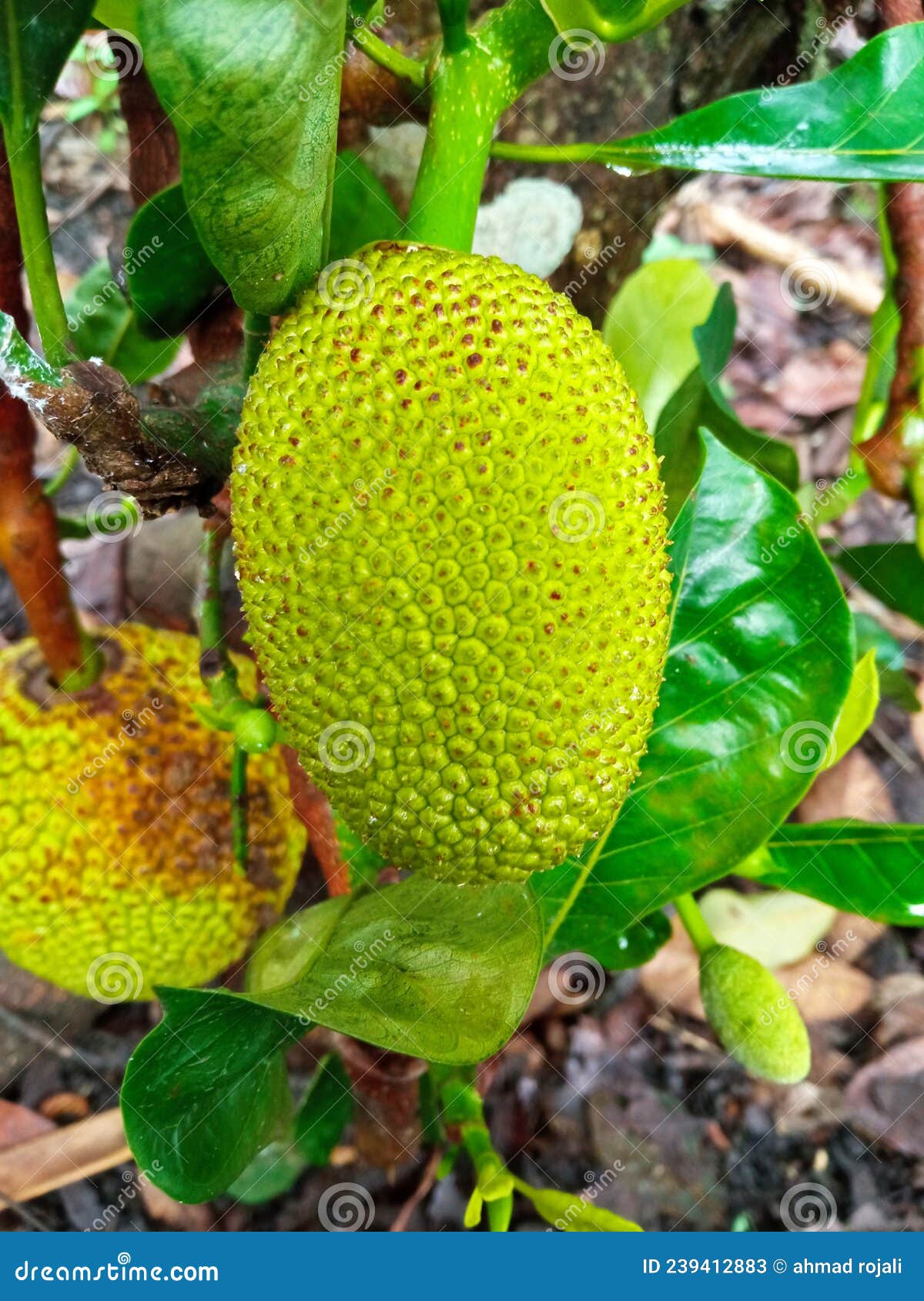 Jackfruit is still small stock image. Image of green - 239412883