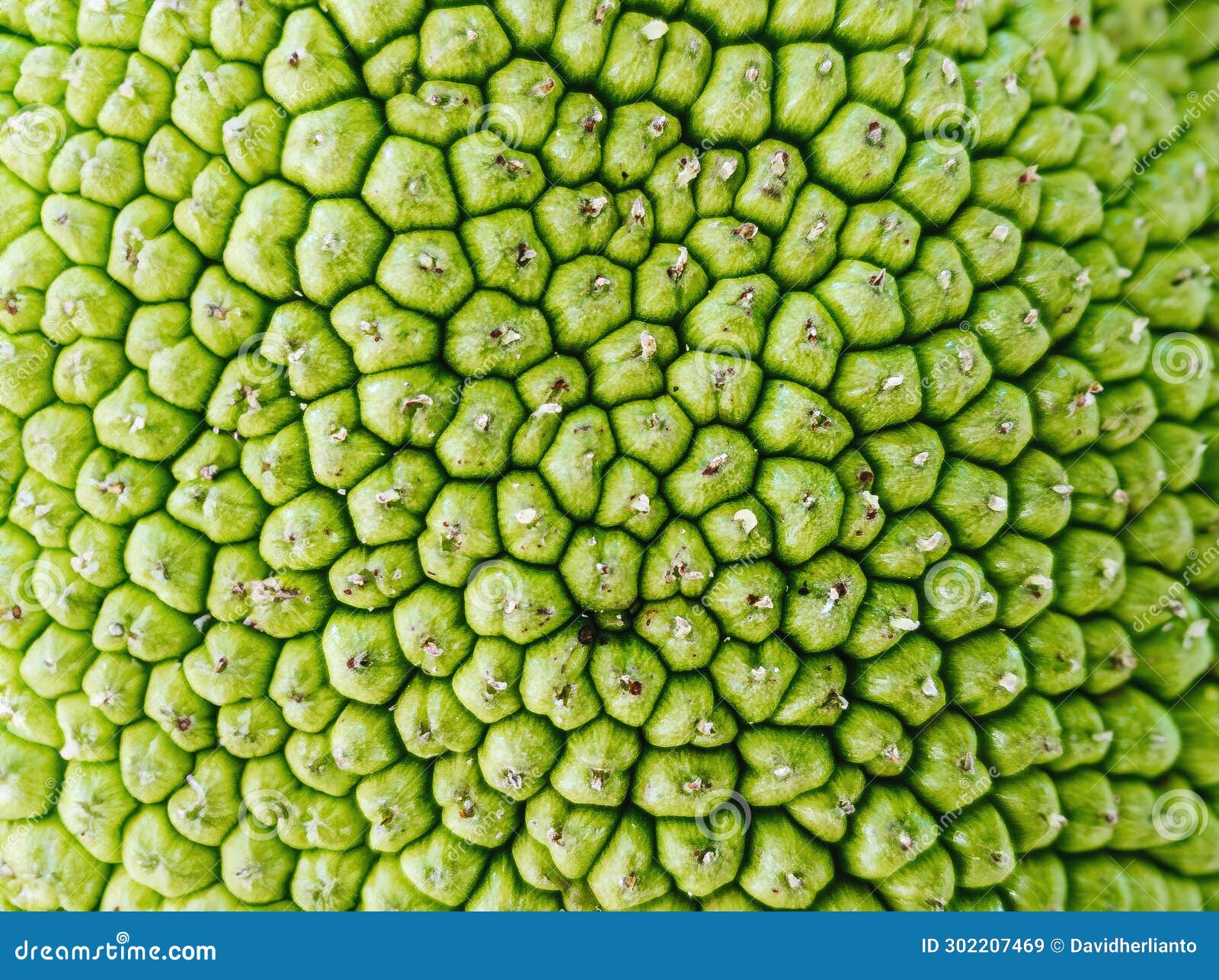 The Surface Of Jackfruit Background. Royalty-Free Stock Photo ...