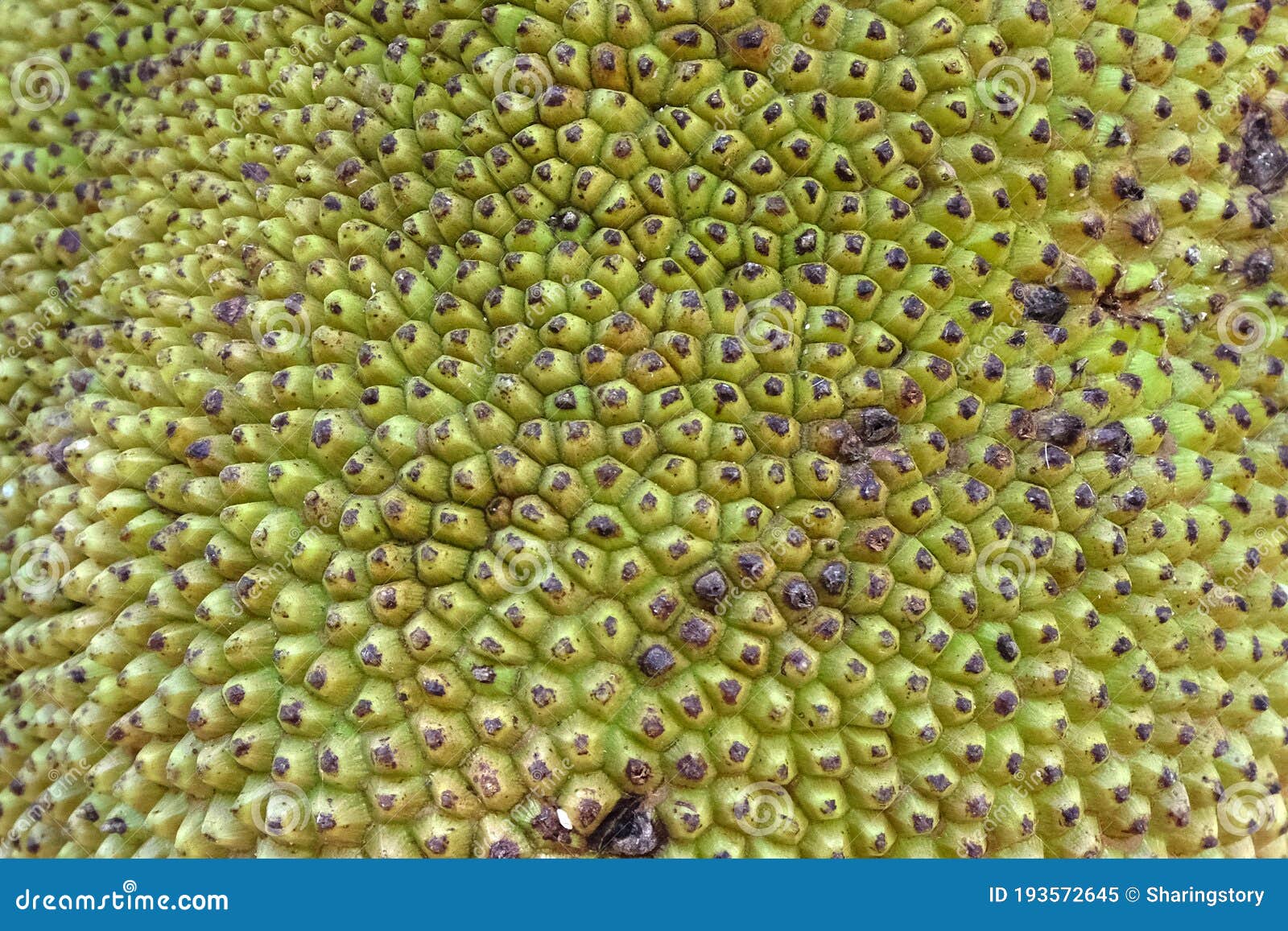 Jackfruit Texture Background Stock Image - Image of peel, surface ...