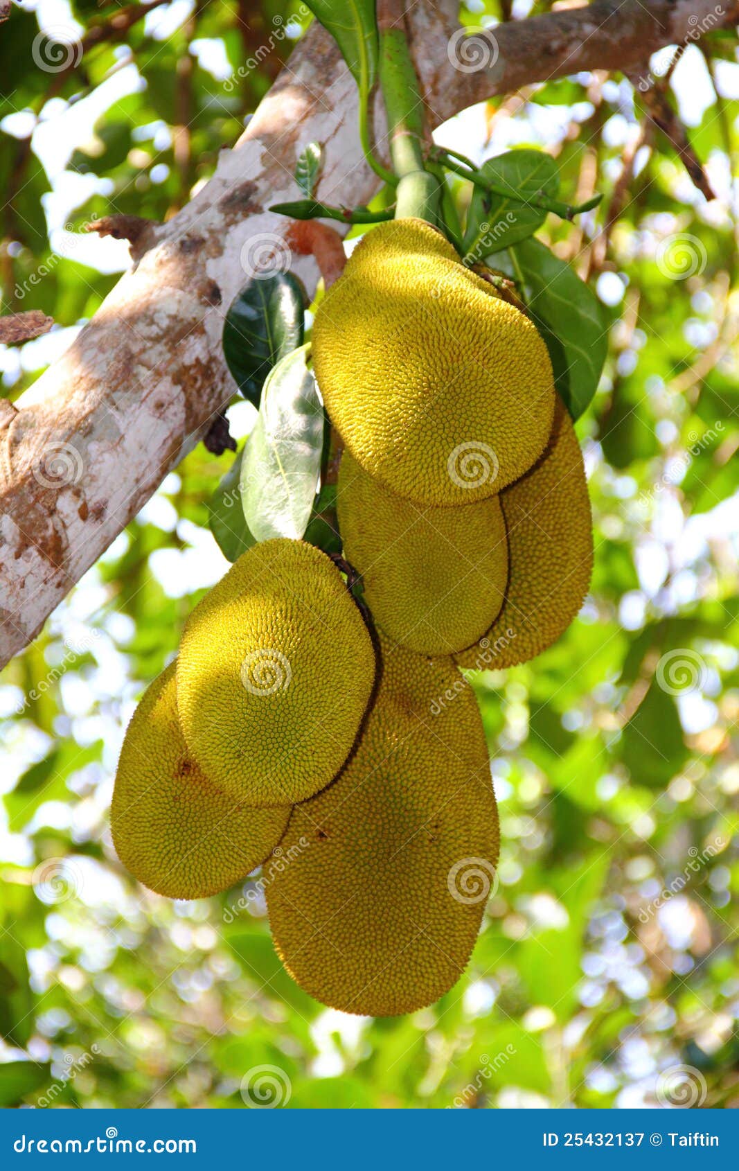 Jackfruit on the tree stock image. Image of fresh, fruit - 25432137