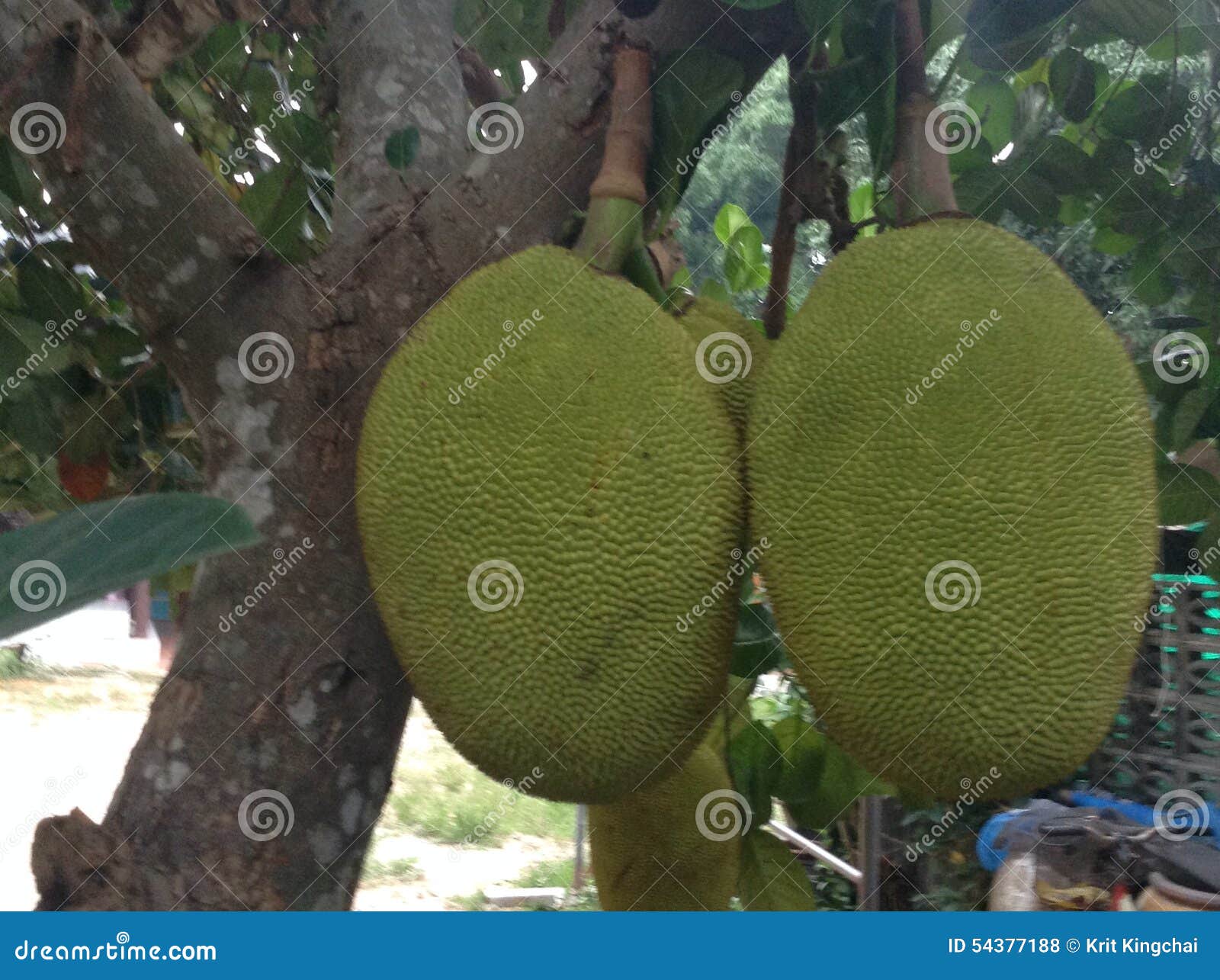 Jackfruit editorial stock photo. Image of jackfruit, tree - 54377188