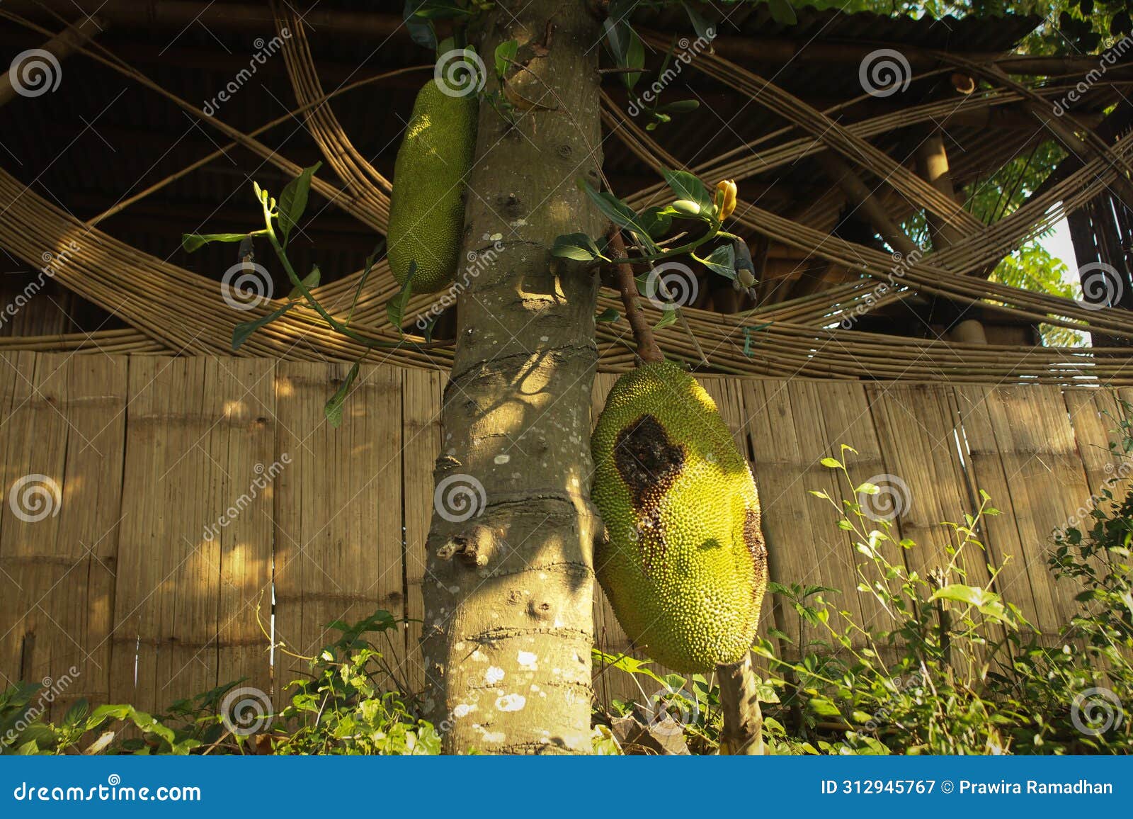A Jackfruit Tree that is Already Bearing Fruit Stock Image - Image of ...