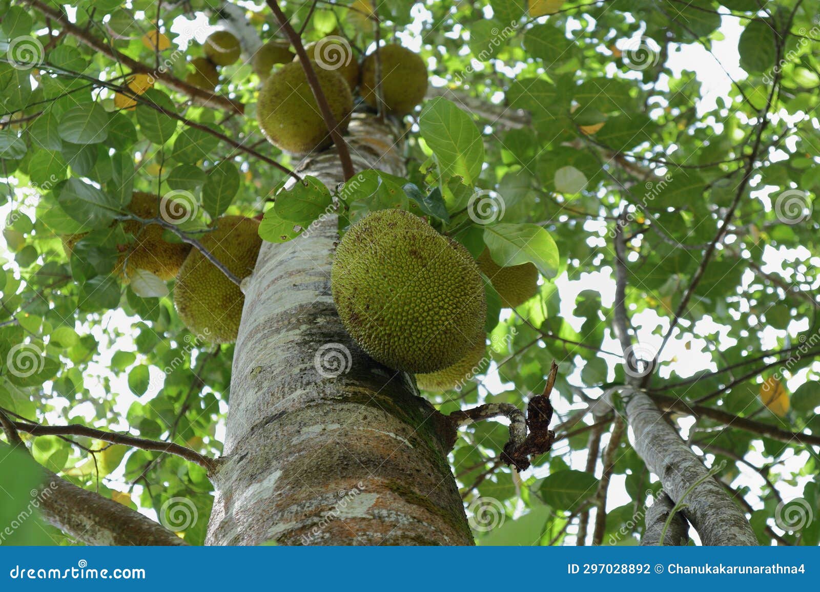 From Below, a View of a Jack Treetop with a Jack Fruit Growing on Its ...