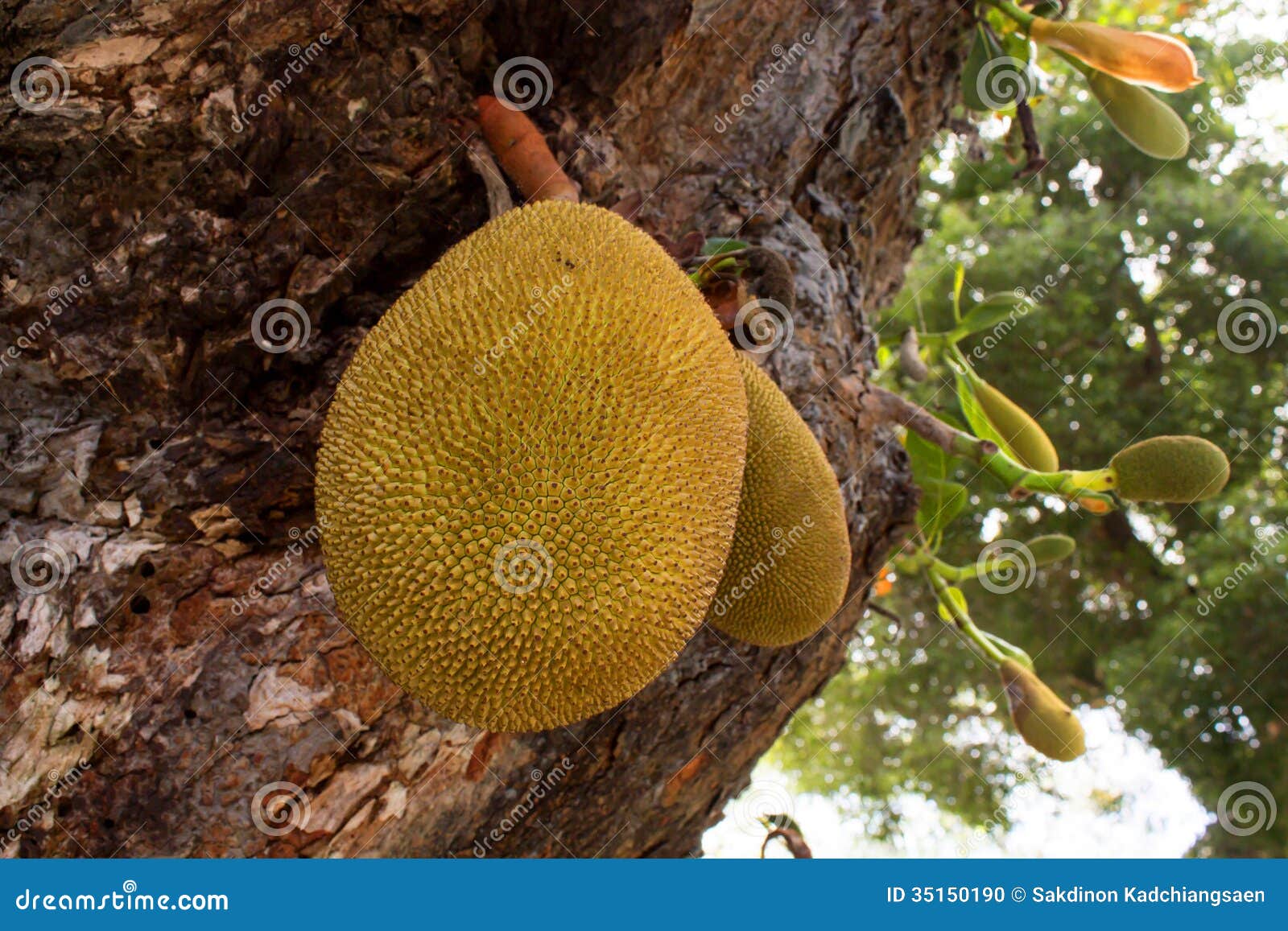 Jackfruit on the tree stock photo. Image of thai, luscious - 35150190