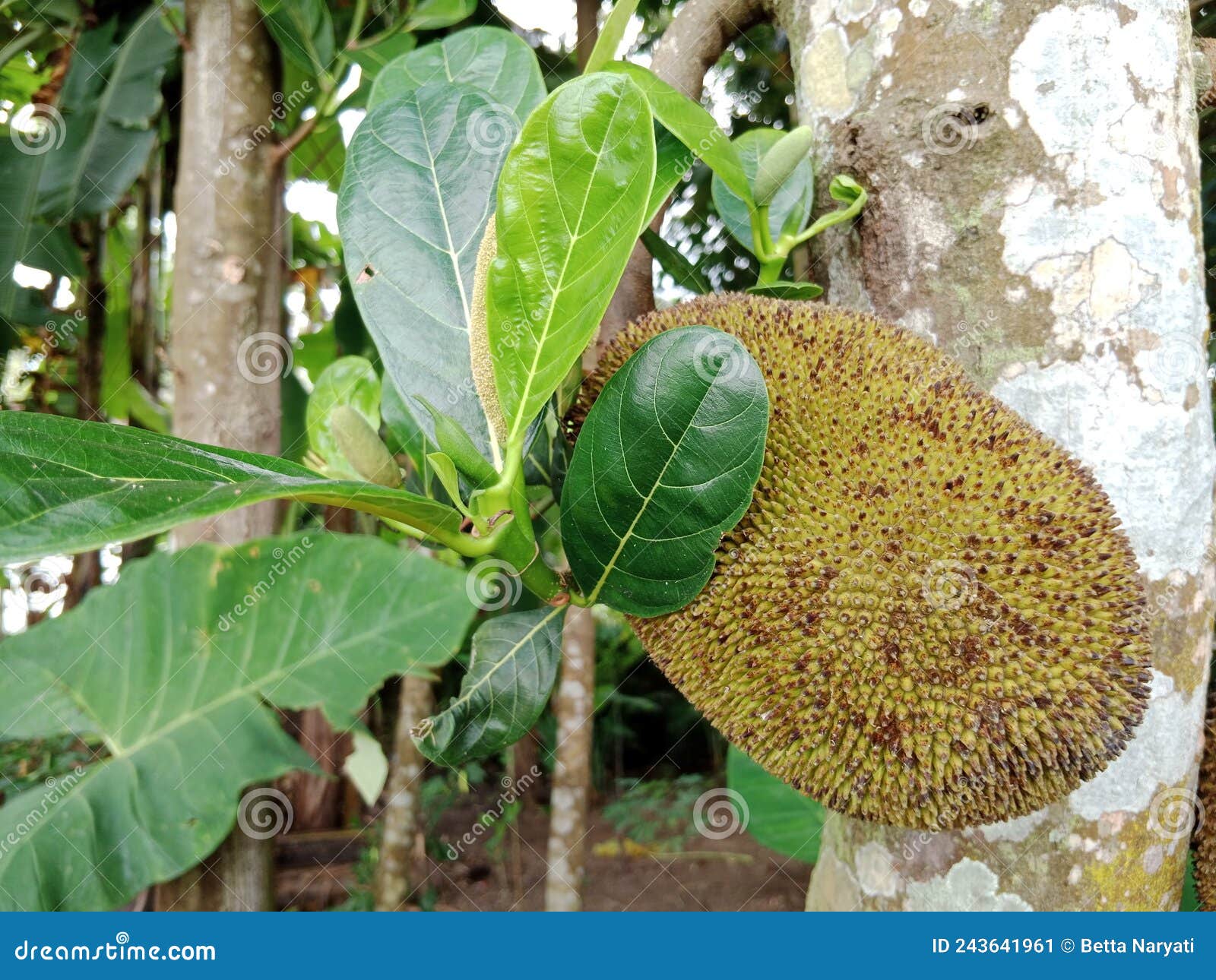 Jackfruit Tree with Brown Trunk and Green Leaves Stock Image - Image of ...