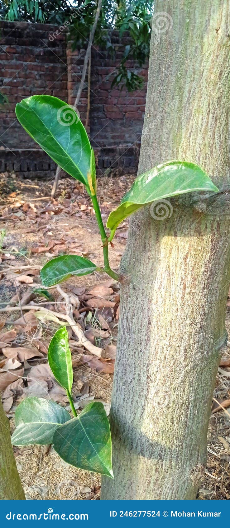 Jackfruit Tree Buds with Leaves Stock Photo - Image of breadfruit, meat ...