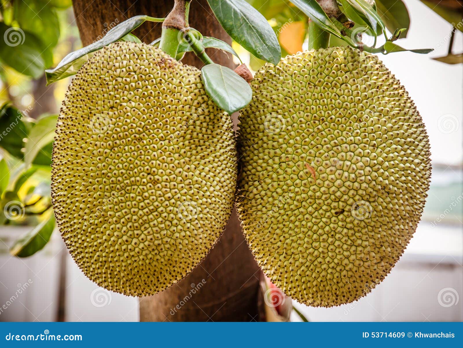 Jackfruit on the tree stock image. Image of organic, fresh - 53714609