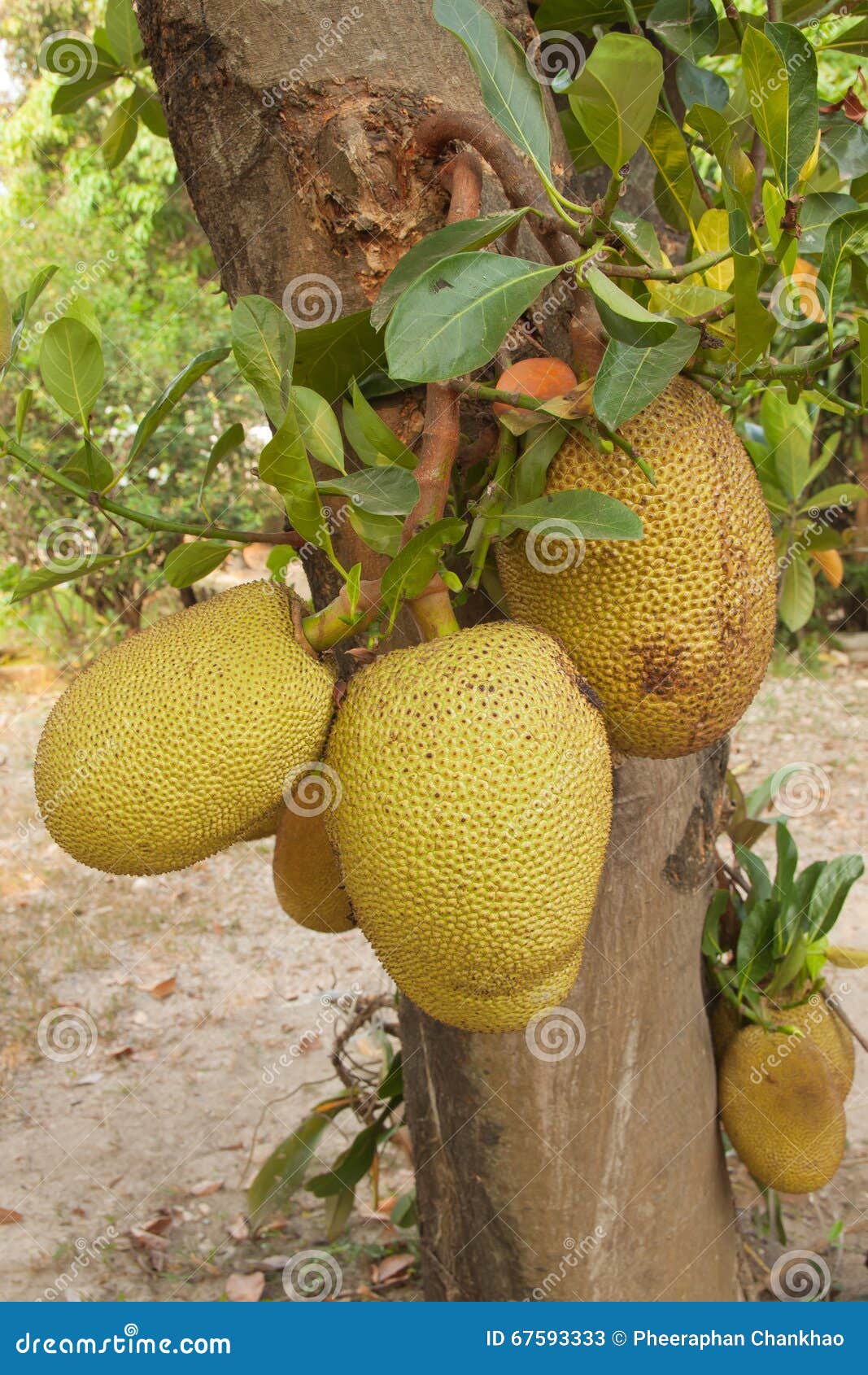 Jackfruit tree stock image. Image of jackfruit, leaves - 67593333