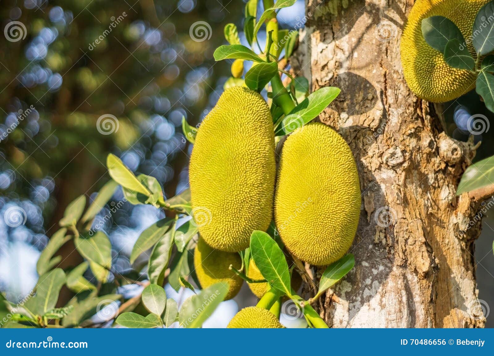 Jackfruit tree stock photo. Image of delicious, fresh - 70486656