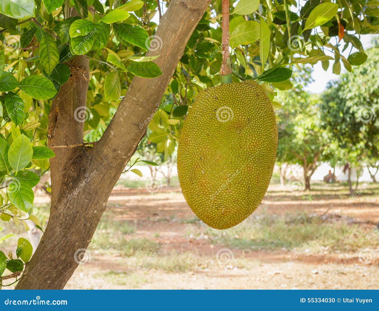Jackfruit on tree stock photo. Image of smelly, botany - 55334030