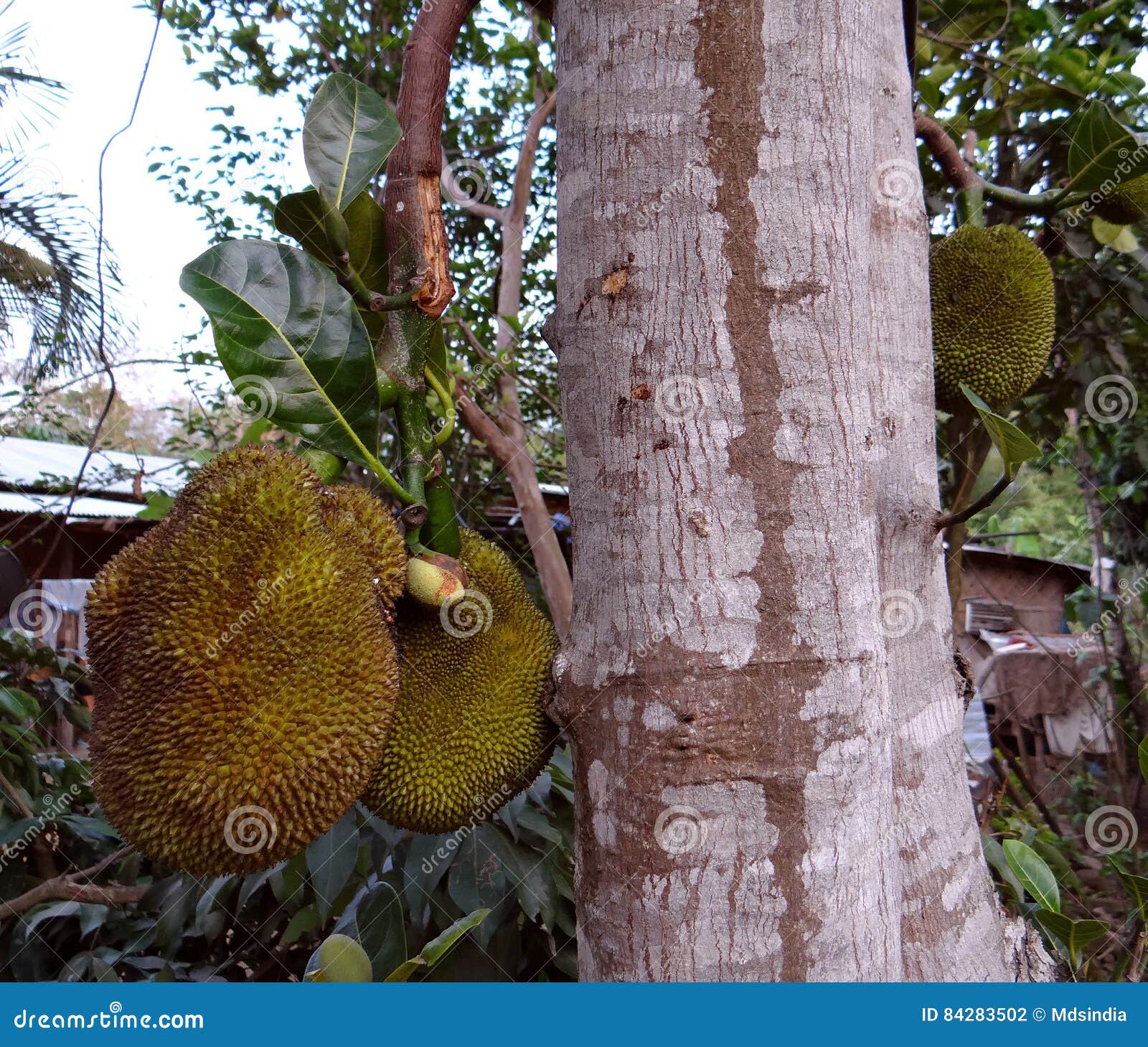 Jackfruit tree stock photo. Image of leaf, flora, agriculture - 84283502