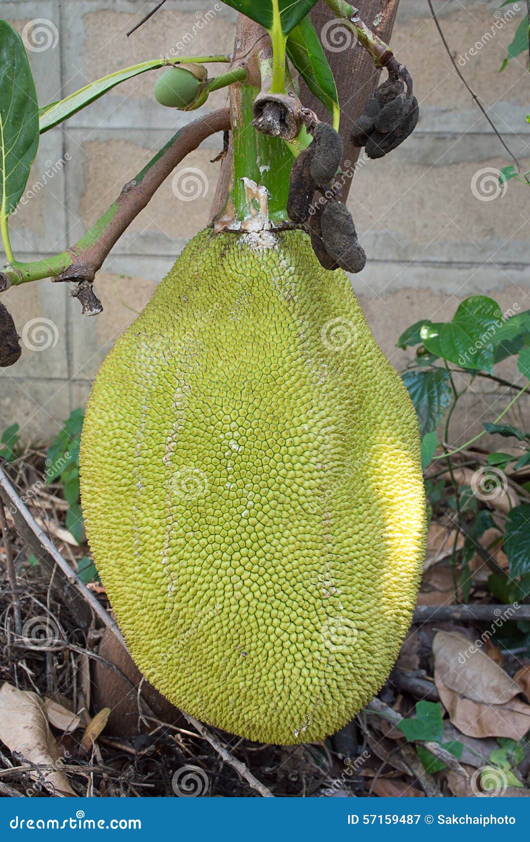 Jackfruit Tree in the Garden Stock Image - Image of sweet, thailand ...