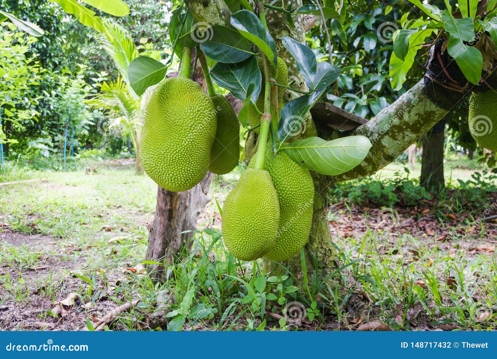 Jackfruit on Tree in Garden Farm Stock Photo - Image of food, jackfruit ...