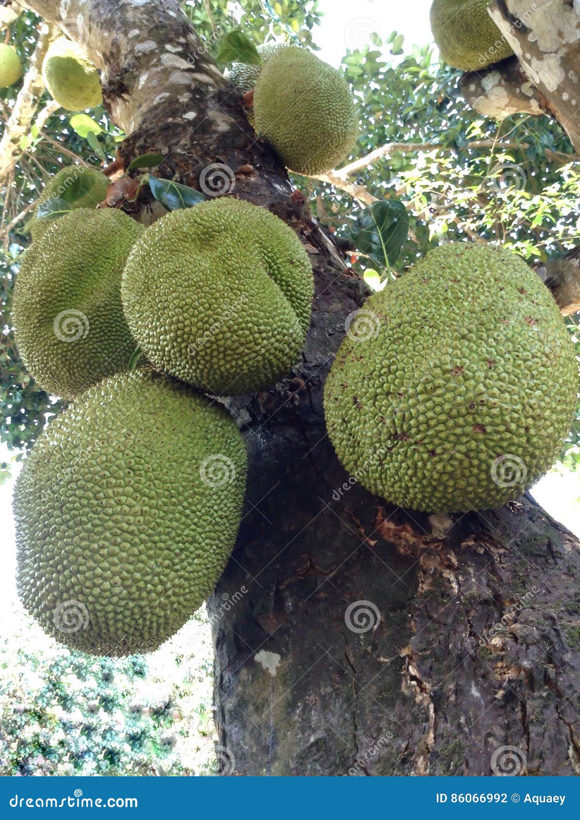 Jackfruit tree stock photo. Image of plant, flowery, jakfruit - 86066992