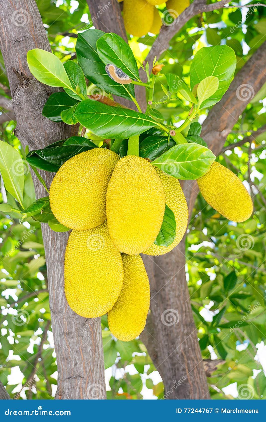 Jackfruit on the tree stock image. Image of fruit, leaf - 77244767