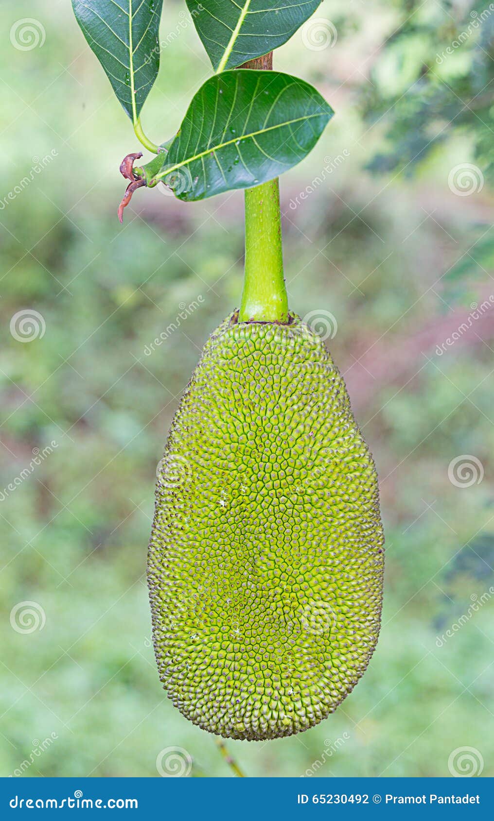 Jackfruit on a tree stock photo. Image of tropical, fruit - 65230492