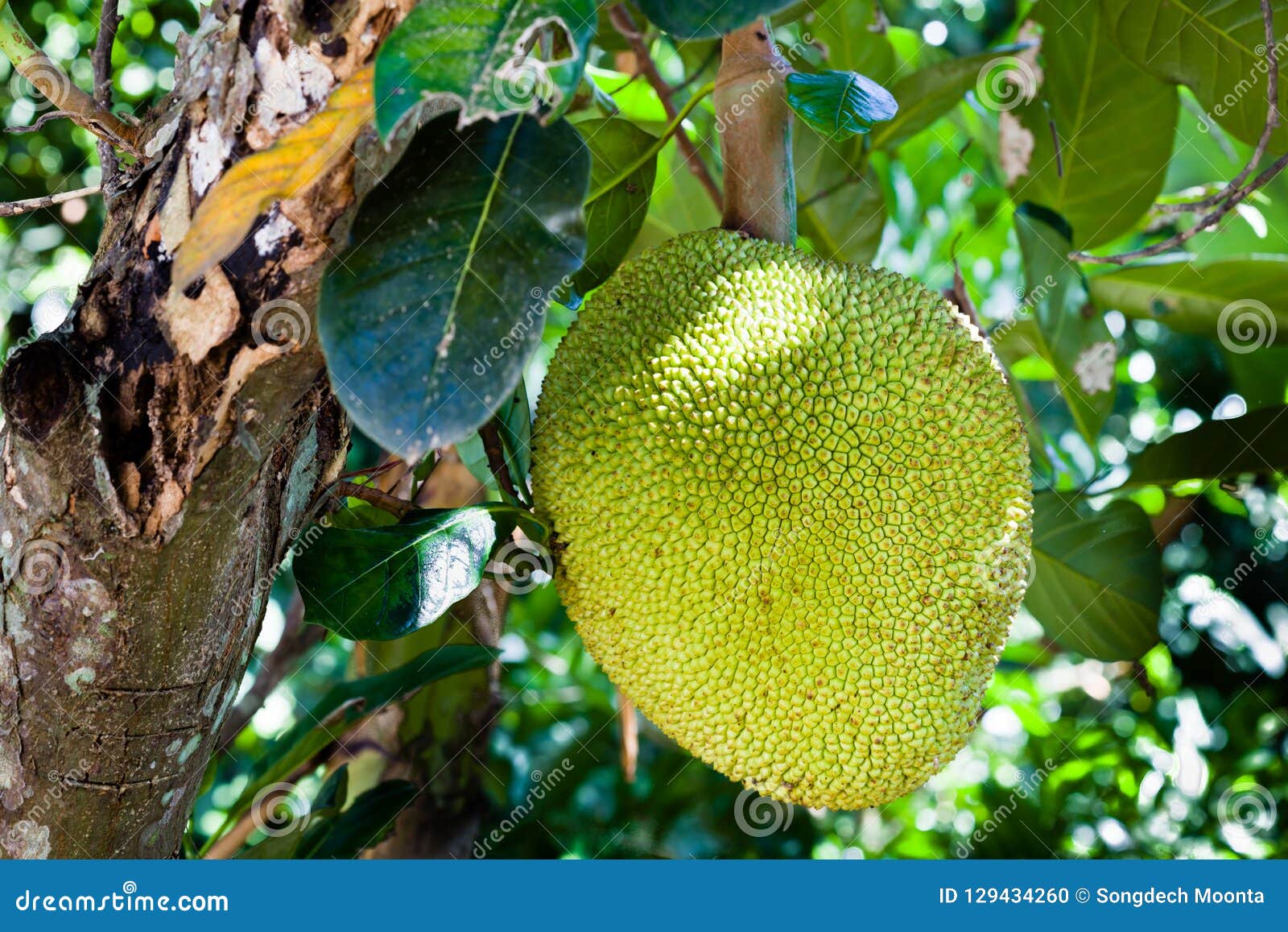 Jackfruit on the tree stock photo. Image of tree, jackfruit - 129434260