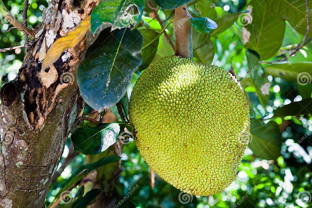 Jackfruit on the tree stock photo. Image of tree, jackfruit - 129434260