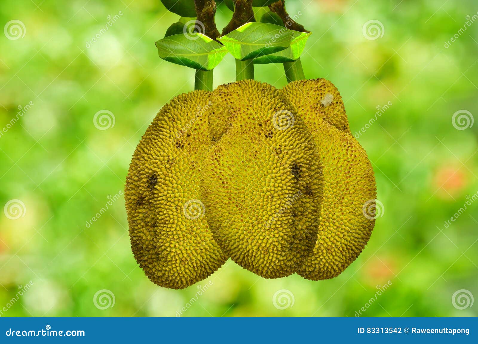Jackfruit on tree stock photo. Image of colors, organic - 83313542