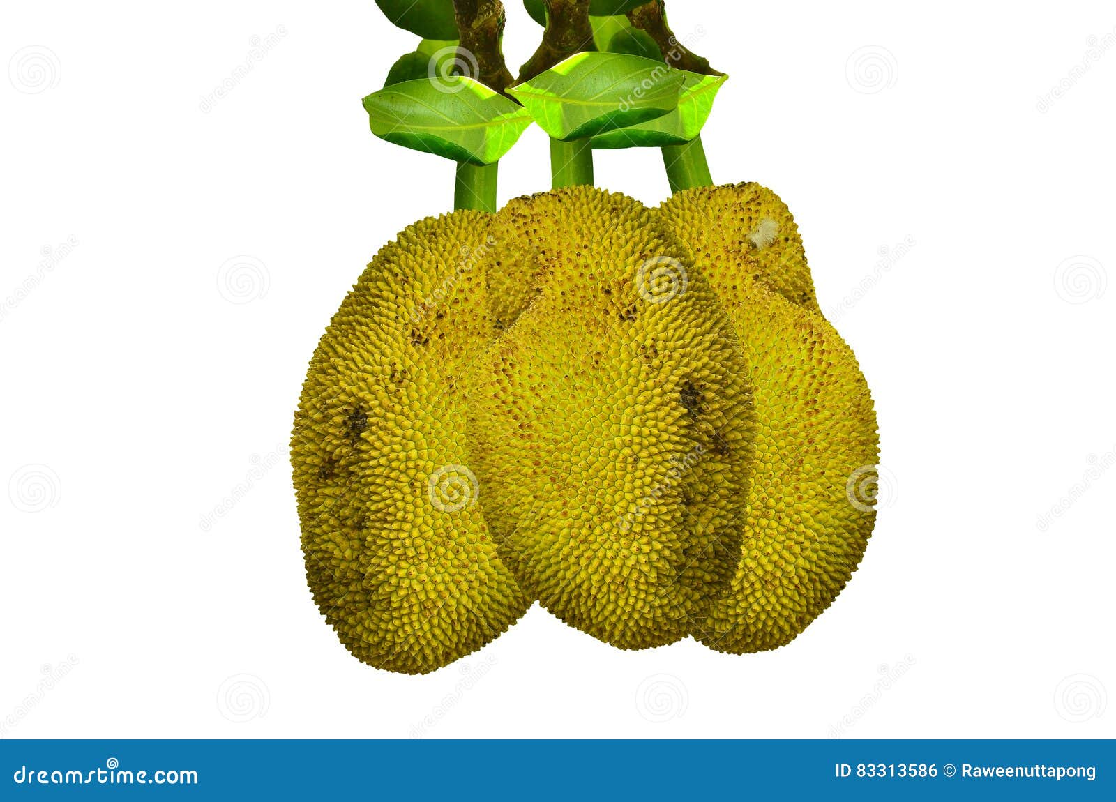 Jackfruit on tree stock photo. Image of fruits, single - 83313586