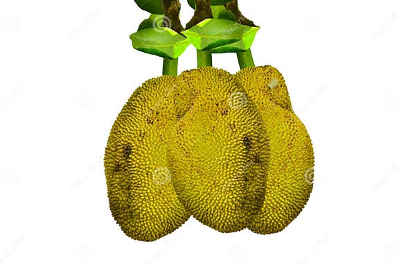 Jackfruit on tree stock photo. Image of fruits, single - 83313586