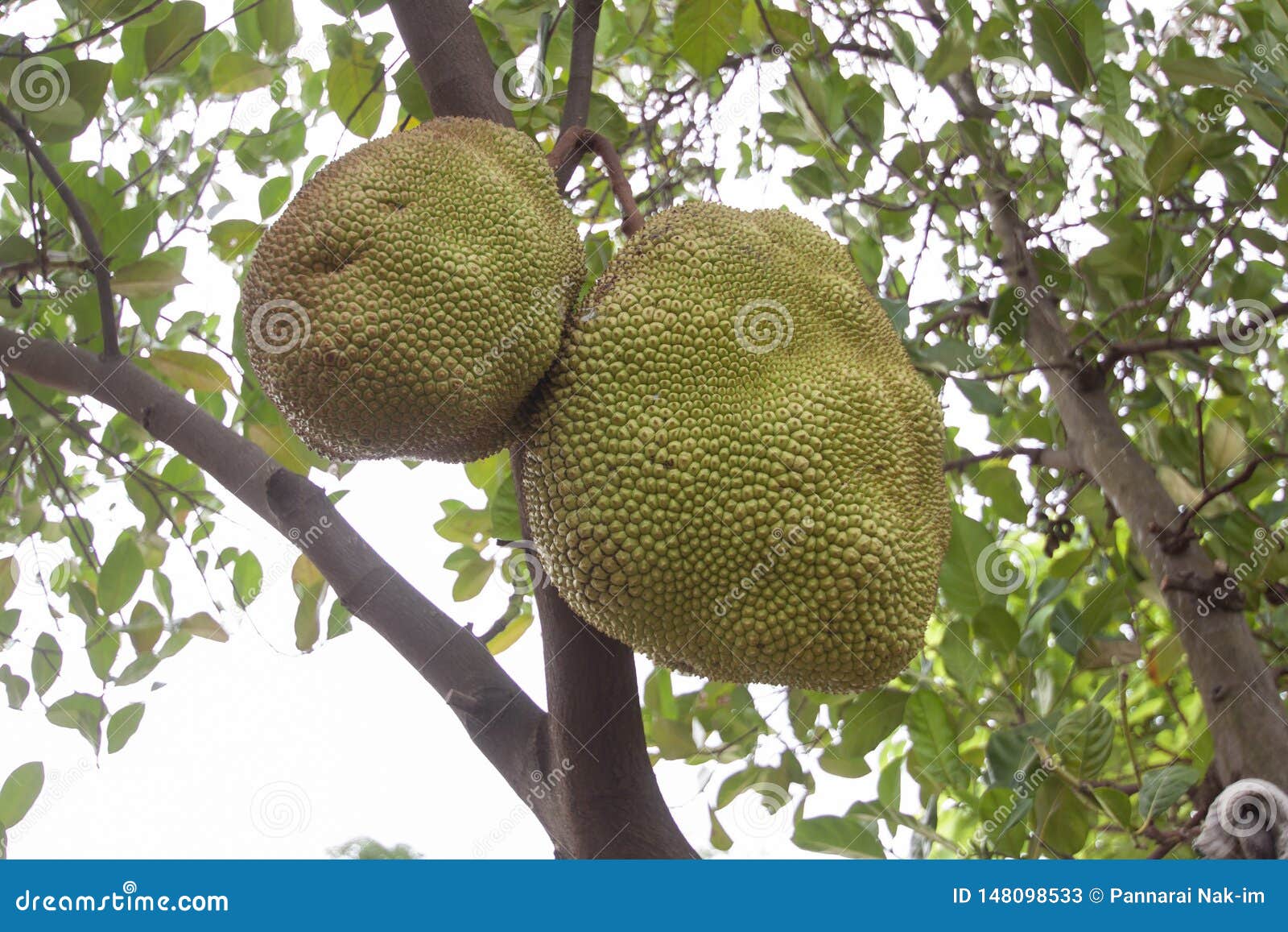 Jackfruit on the Tree on White Background. Stock Image - Image of ...