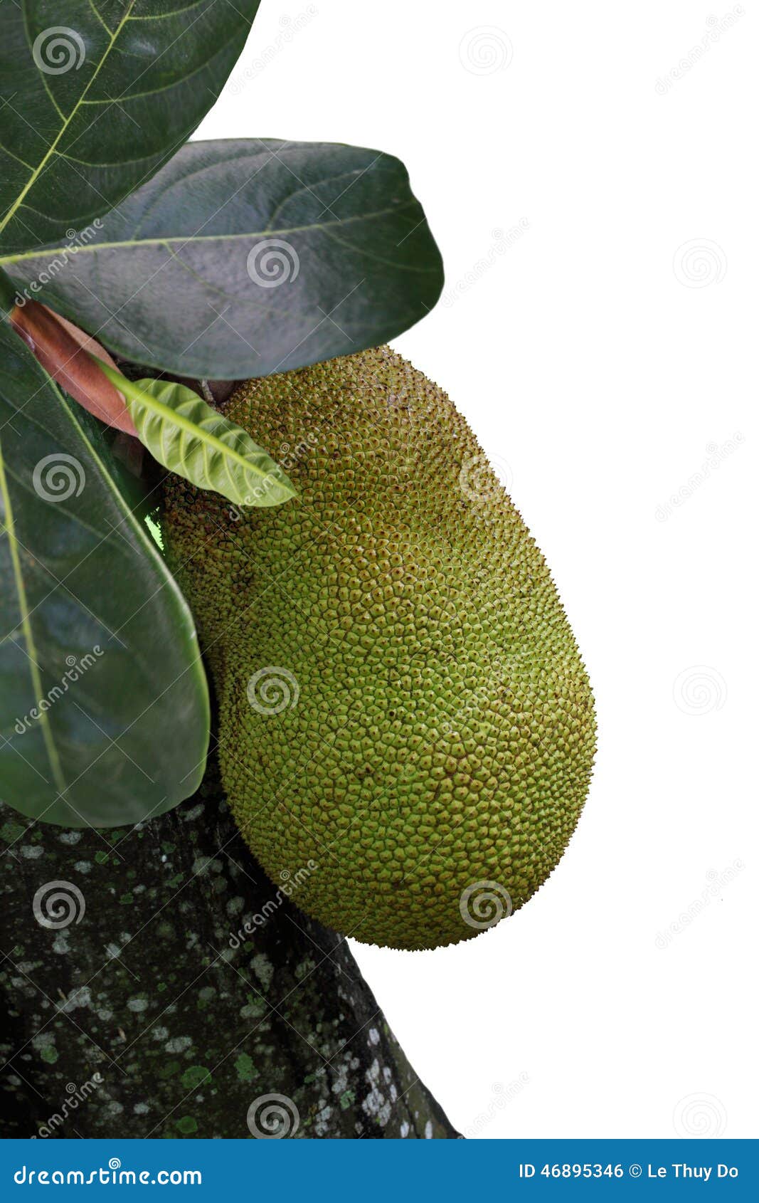 Jackfruit Tree Full Of Ripe Bumpy Large Fruit, Tropical Tree Growing ...
