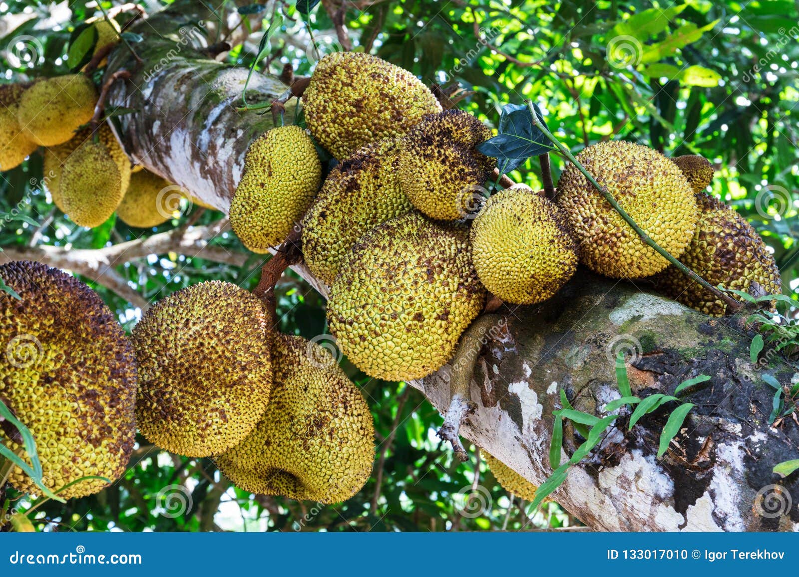 Jackfruit Tree And Jackfruit Stock Photography | CartoonDealer.com ...