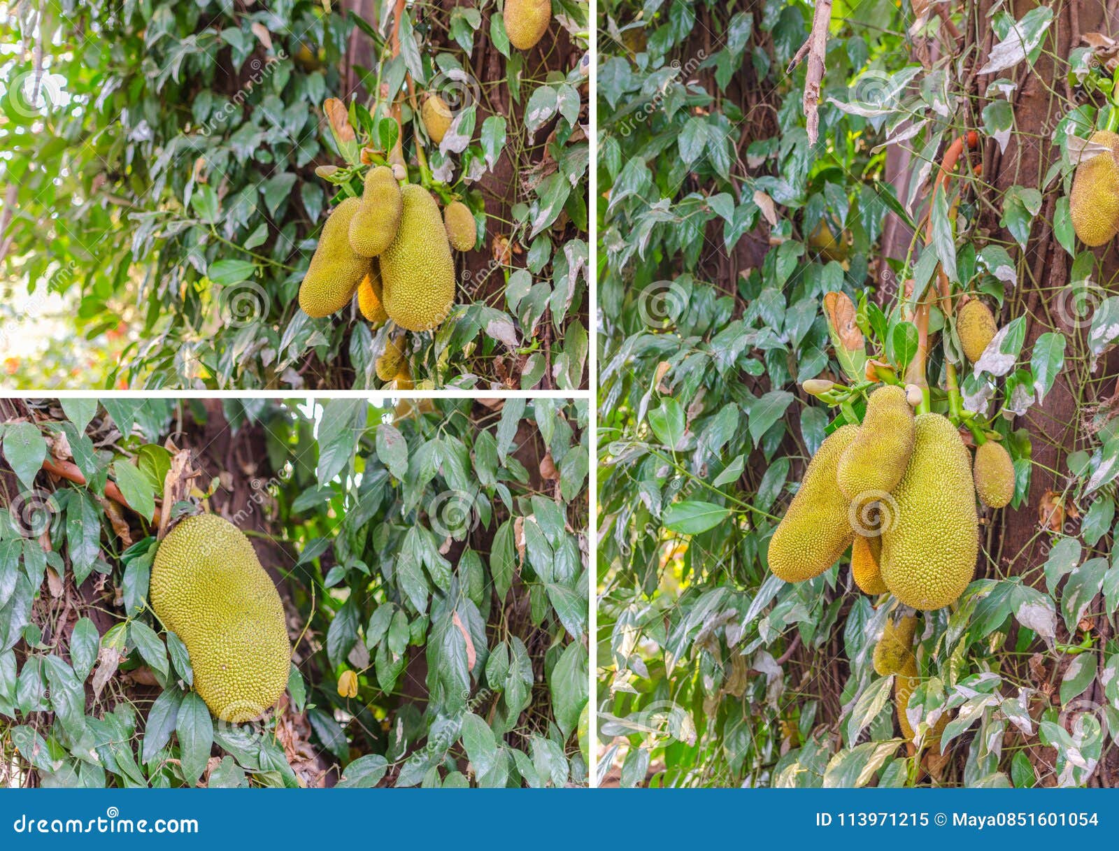 Jackfruit Tree stock image. Image of jack, breadfruit - 113971215