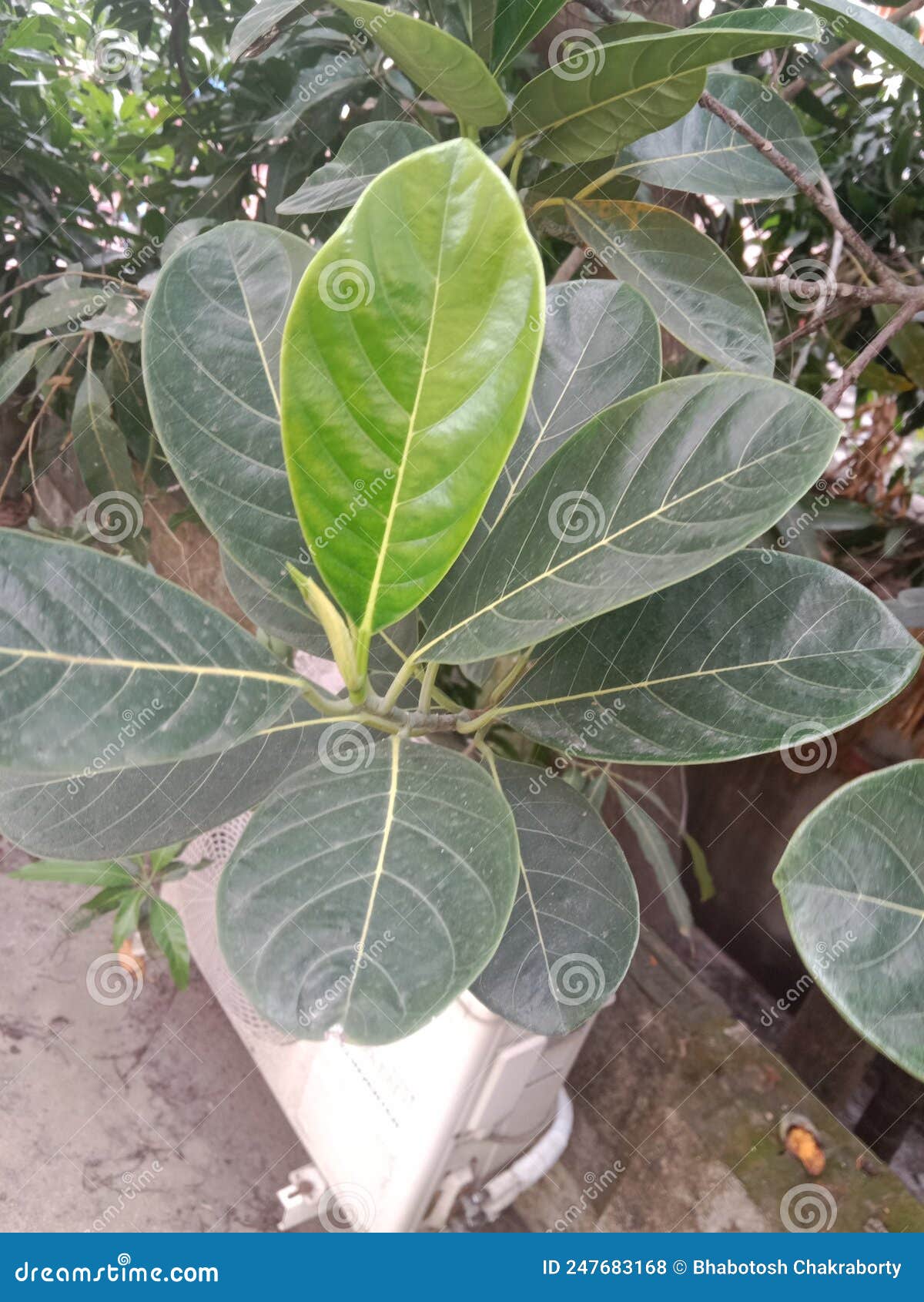 Group of Jackfruit Tree Leaf Green Closeup Stock Photo - Image of ...