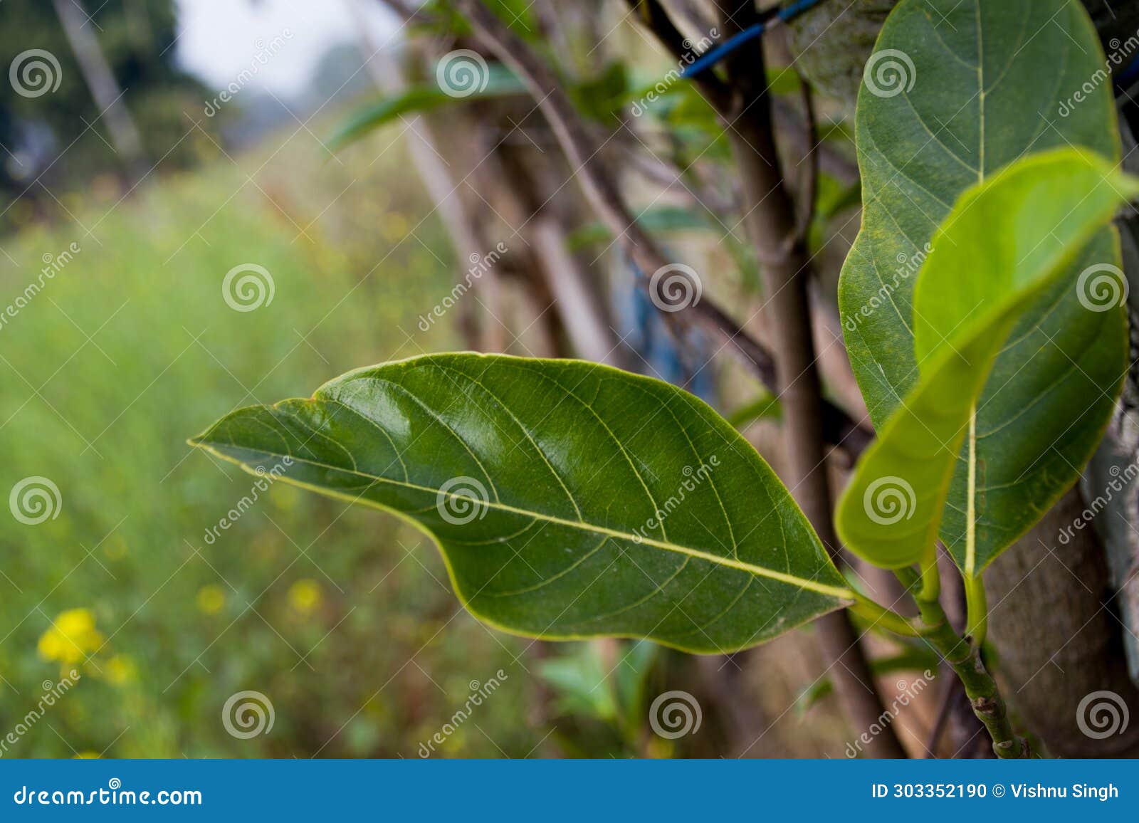 JACKFRUIT TREE LEAF stock photo. Image of branch, agriculture - 303352190