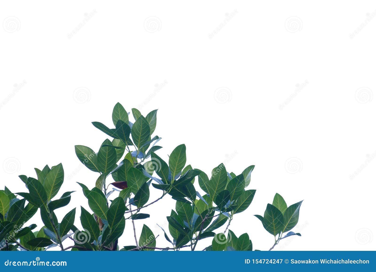 Jackfruit Tree Leaves on White Isolated Background Stock Image - Image ...