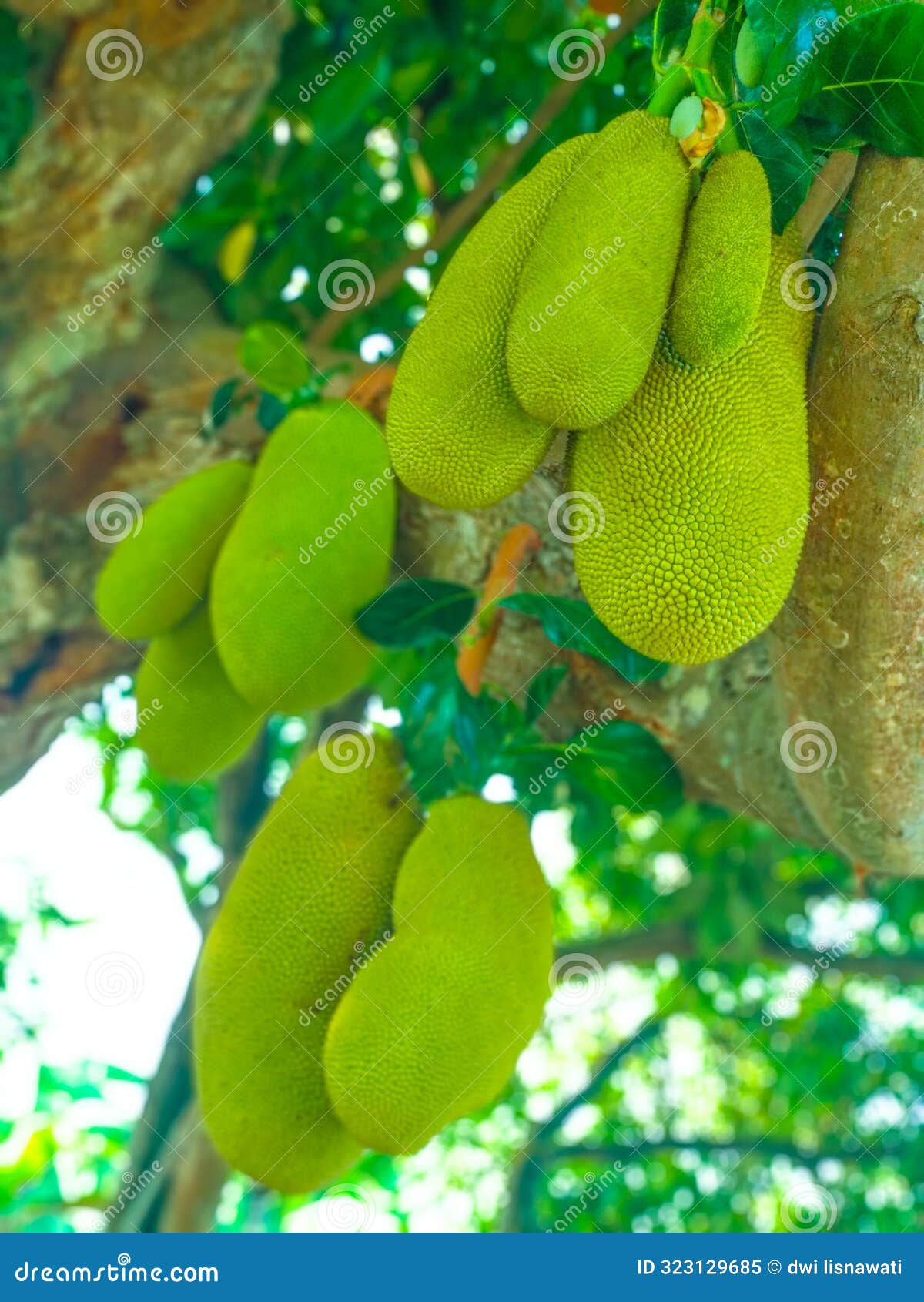 Jackfruit tree stock image. Image of farmland, horizontal - 323129685