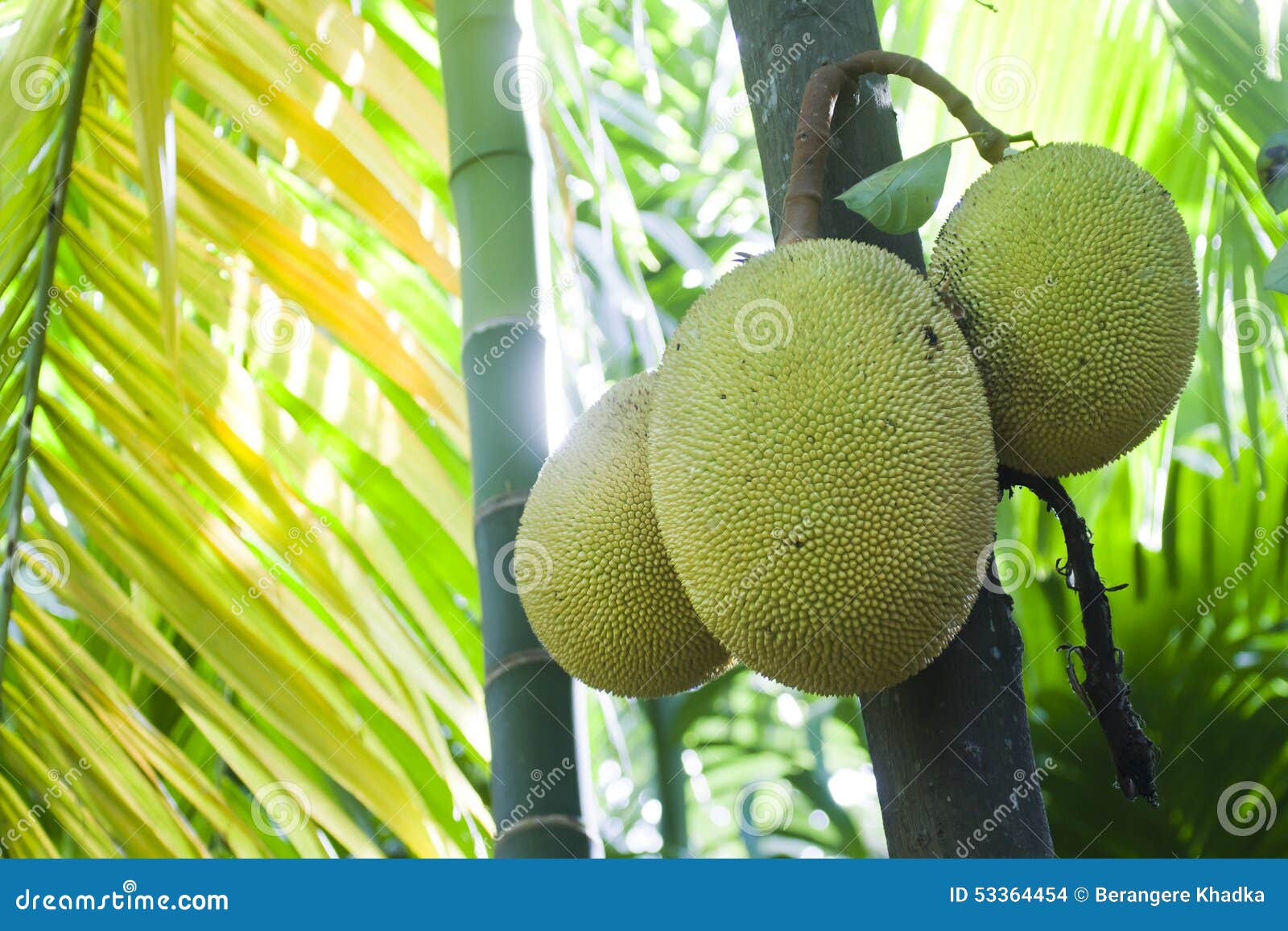 Jackfruit Tree Royalty-Free Stock Image | CartoonDealer.com #133017010